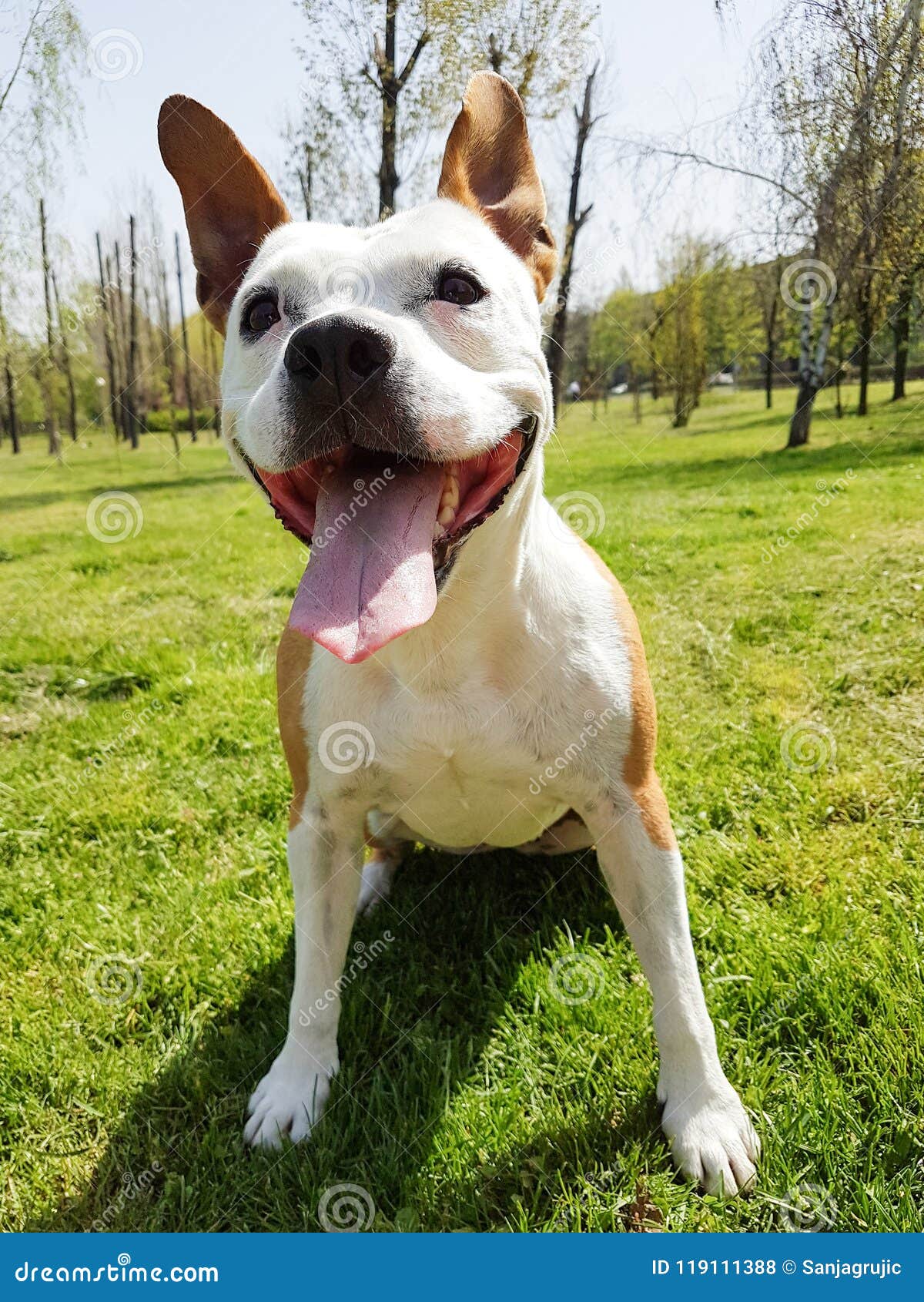 Perro sonriente dulce foto de archivo. Imagen de parque - 119111388