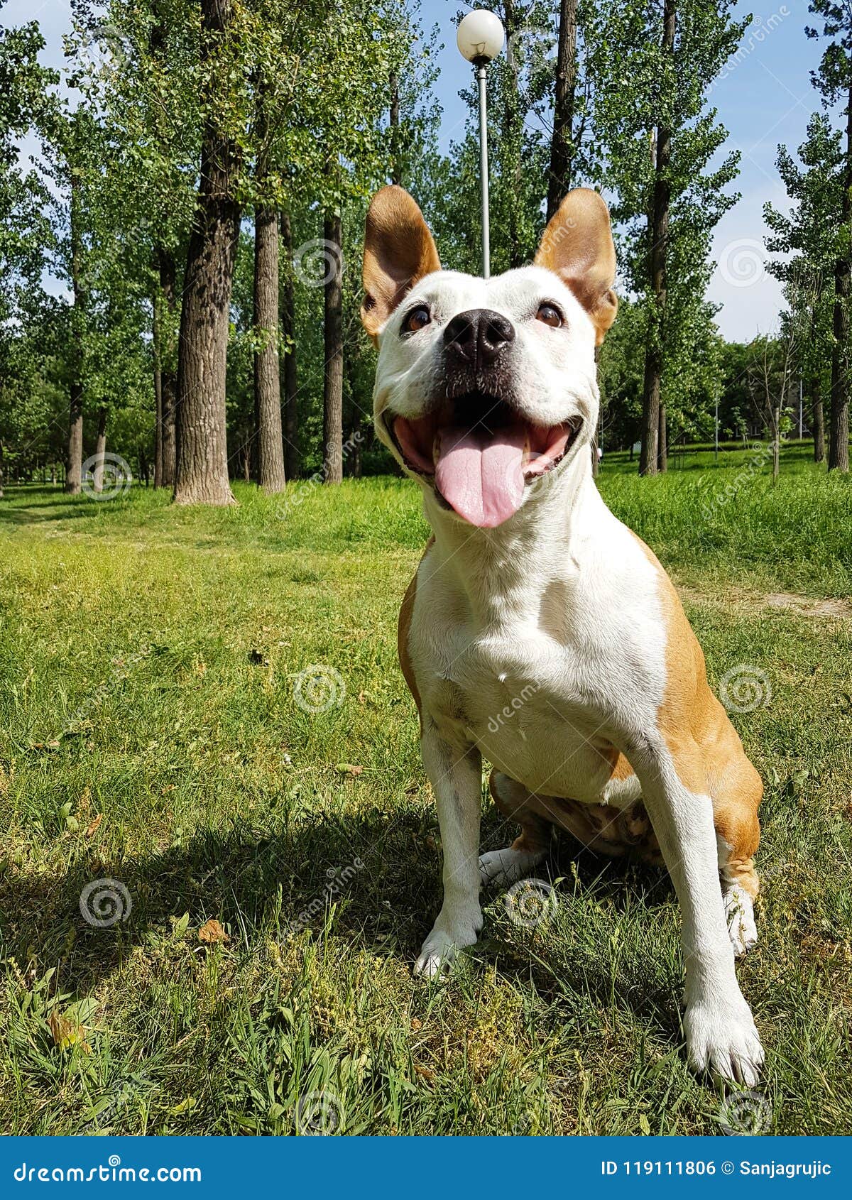 Perro sonriente dulce foto de archivo. Imagen de americano - 119111806
