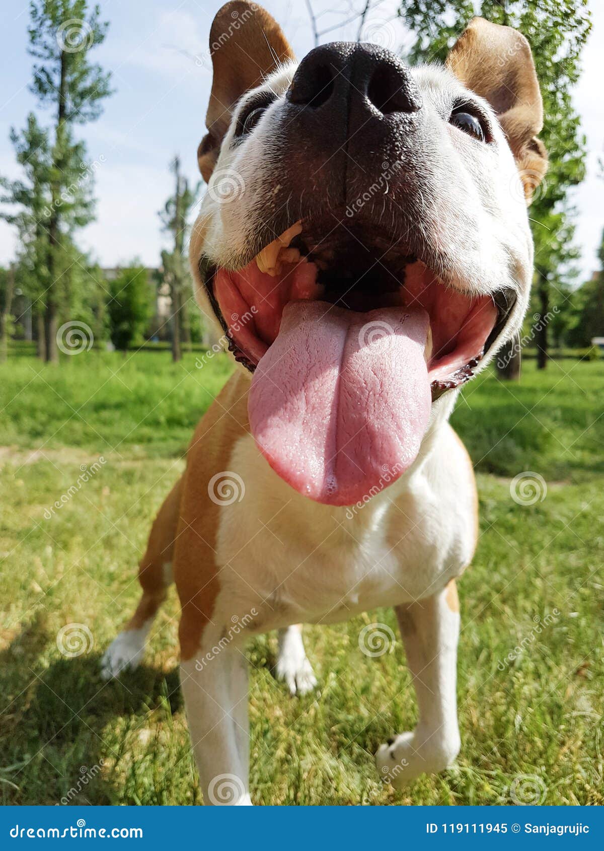 Perro sonriente dulce imagen de archivo. Imagen de boca - 119111945
