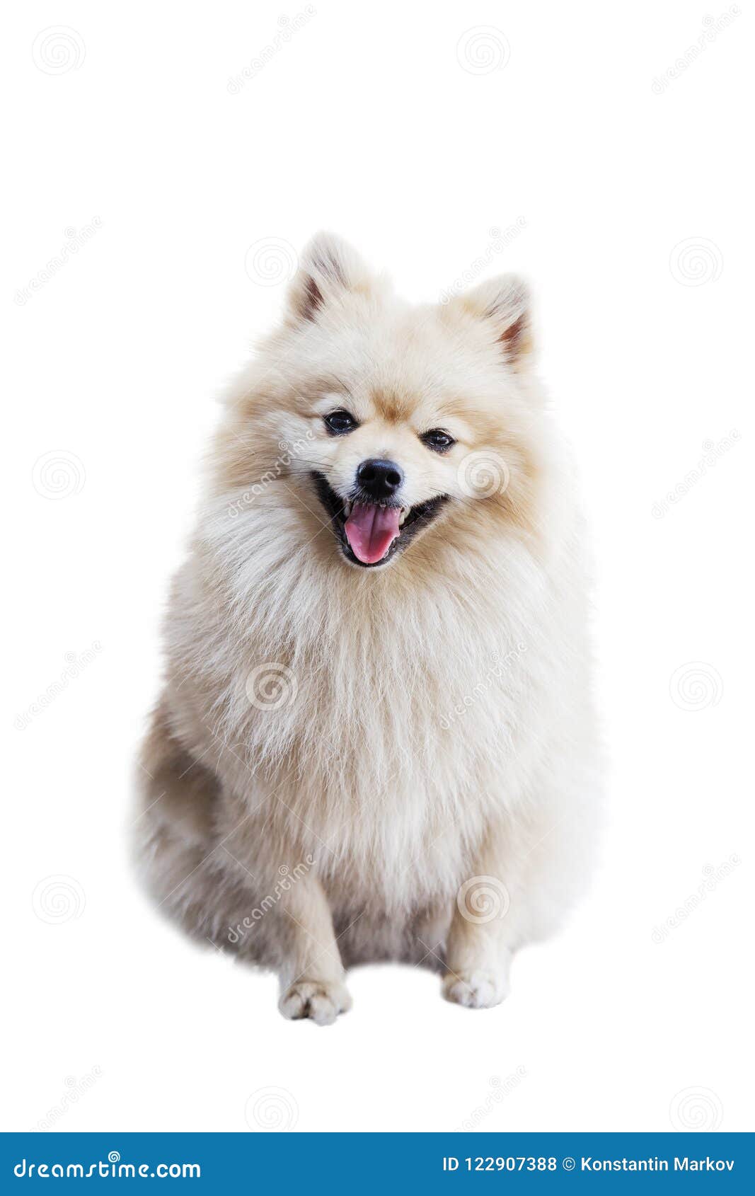Perro Sonriente - El Pomeranian, Aislado En Blanco Foto de archivo ...