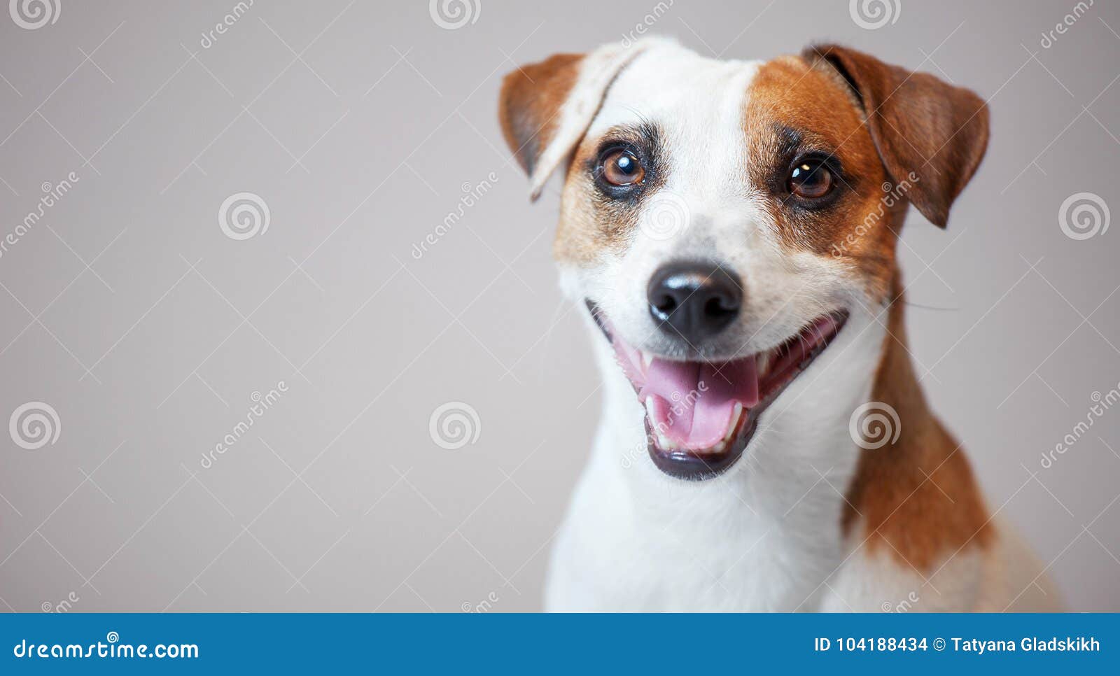 Perro Sonriente En El Estudio Foto de archivo - Imagen de russell ...