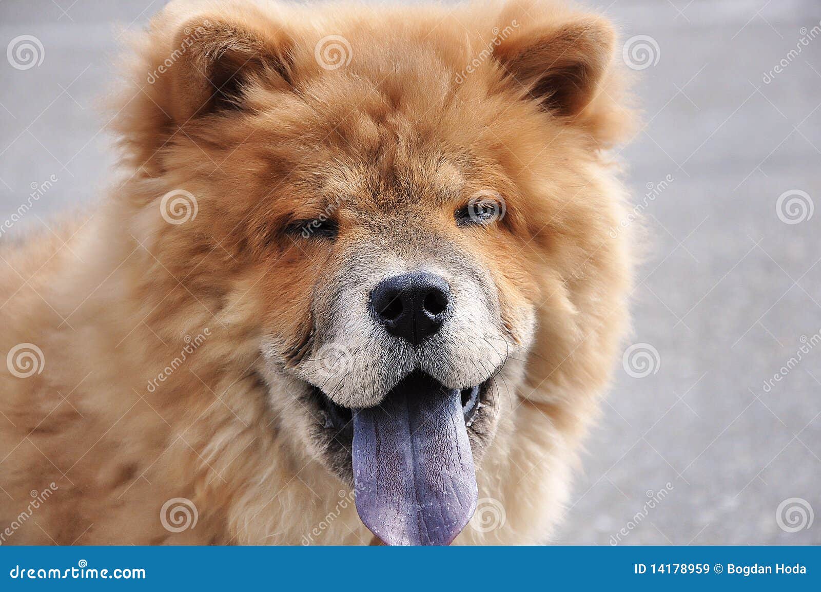 Perro Sonriente Feliz De Chaw Chaw Imagen de archivo - Imagen de hierba ...