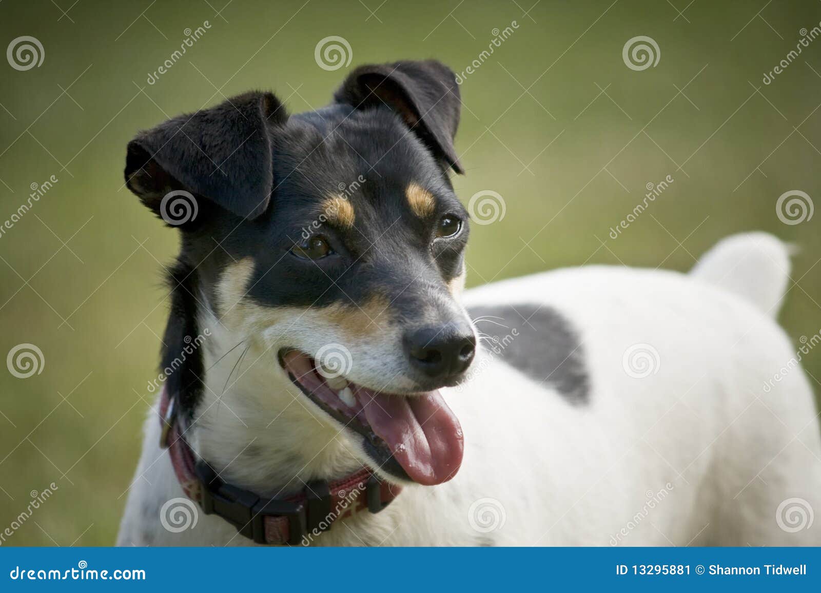 Perro sonriente lindo imagen de archivo. Imagen de piel - 13295881