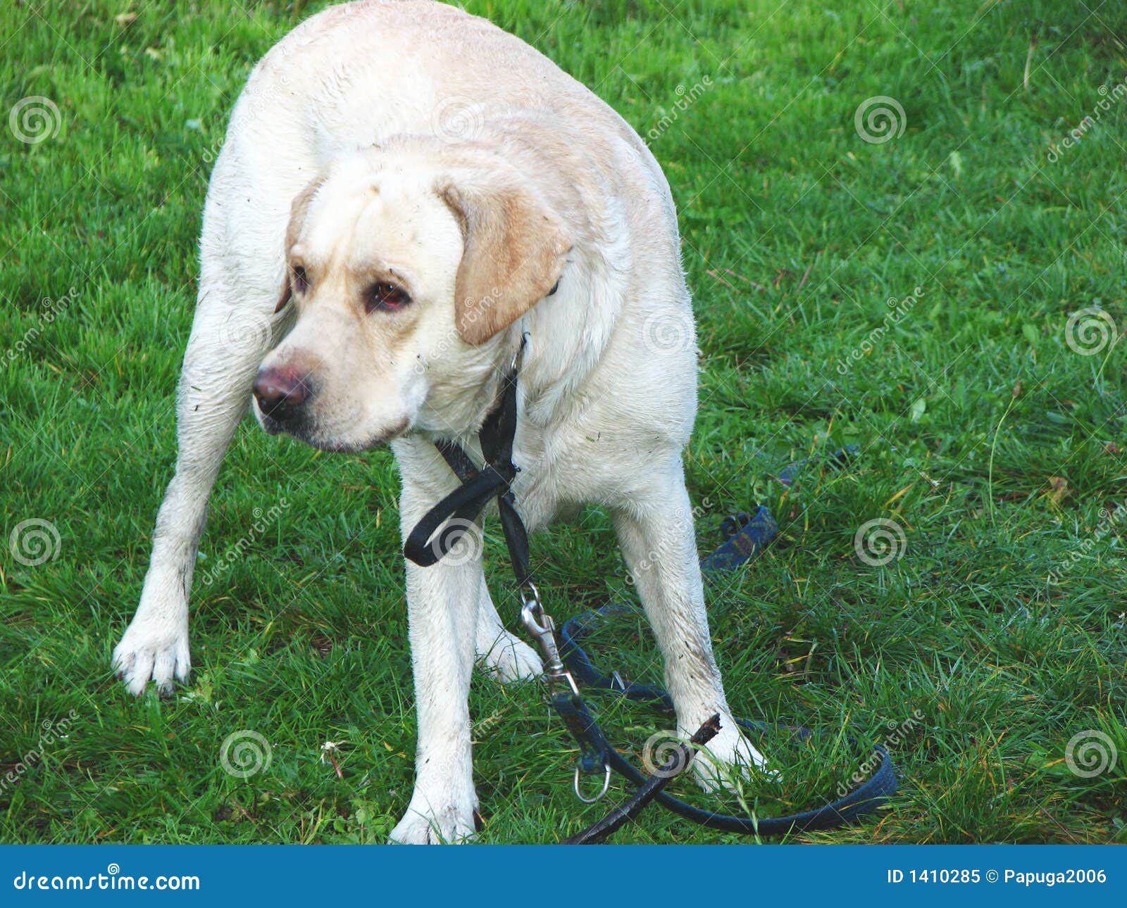 Perro sucio imagen de archivo. Imagen de animal, riéndose - 1410285