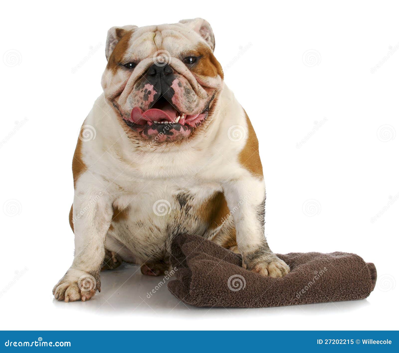 Perro sucio imagen de archivo. Imagen de sucio, lindo - 27202215