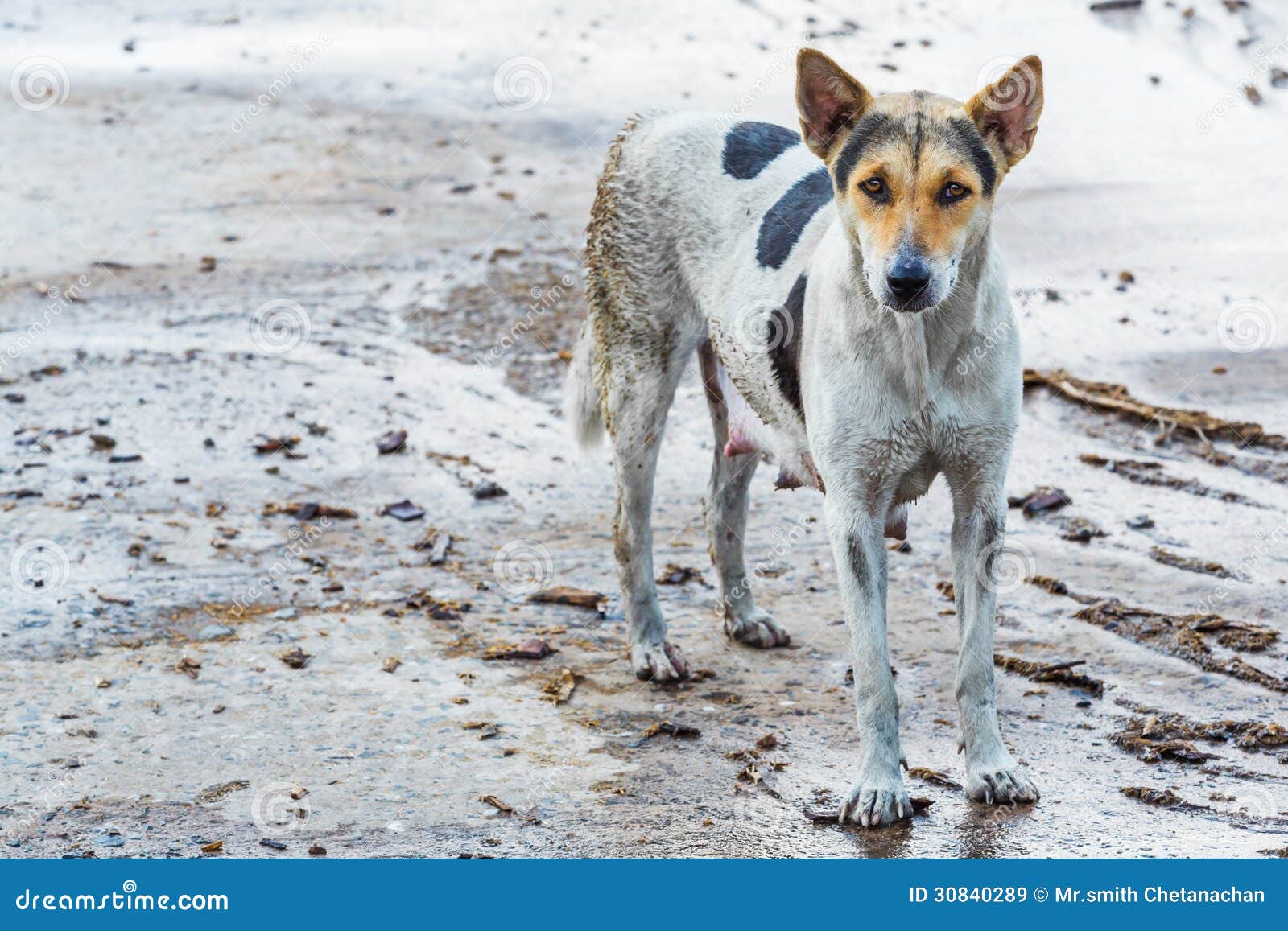 Perro sucio imagen de archivo. Imagen de tristeza, camino - 30840289