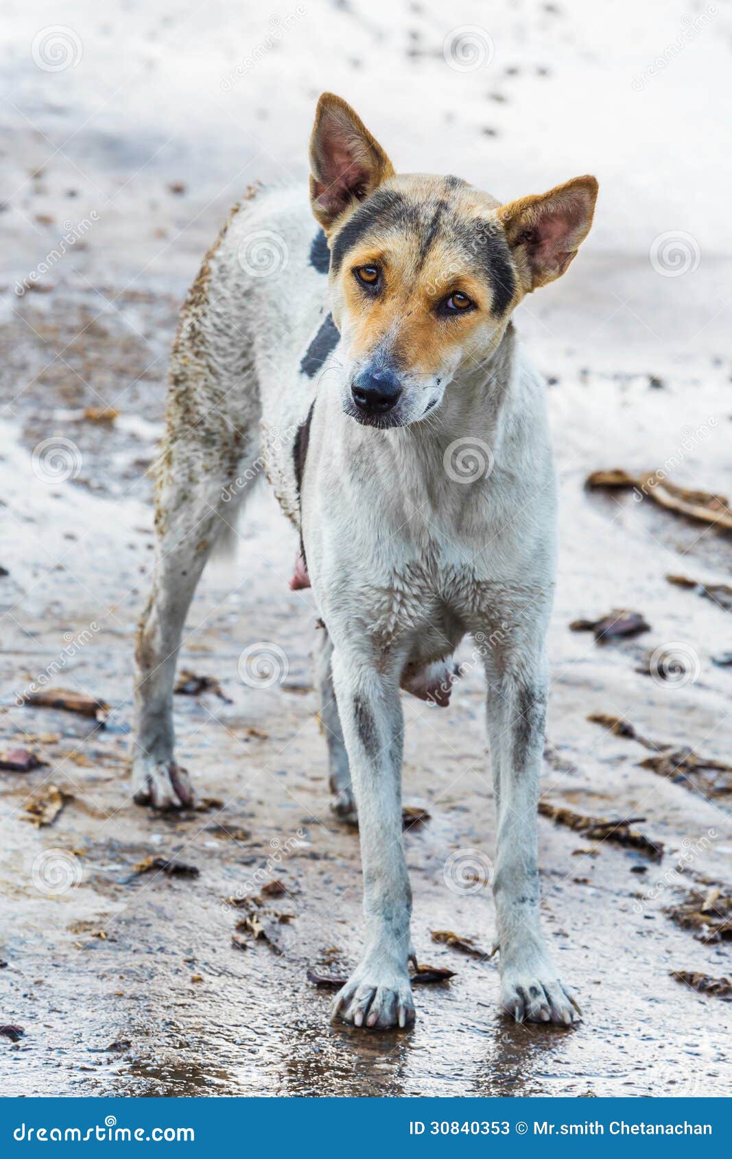Perro sucio imagen de archivo. Imagen de sucio, exterior - 30840353