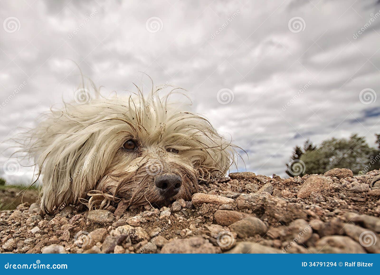 Perro sucio foto de archivo. Imagen de blanco, perro - 34791294