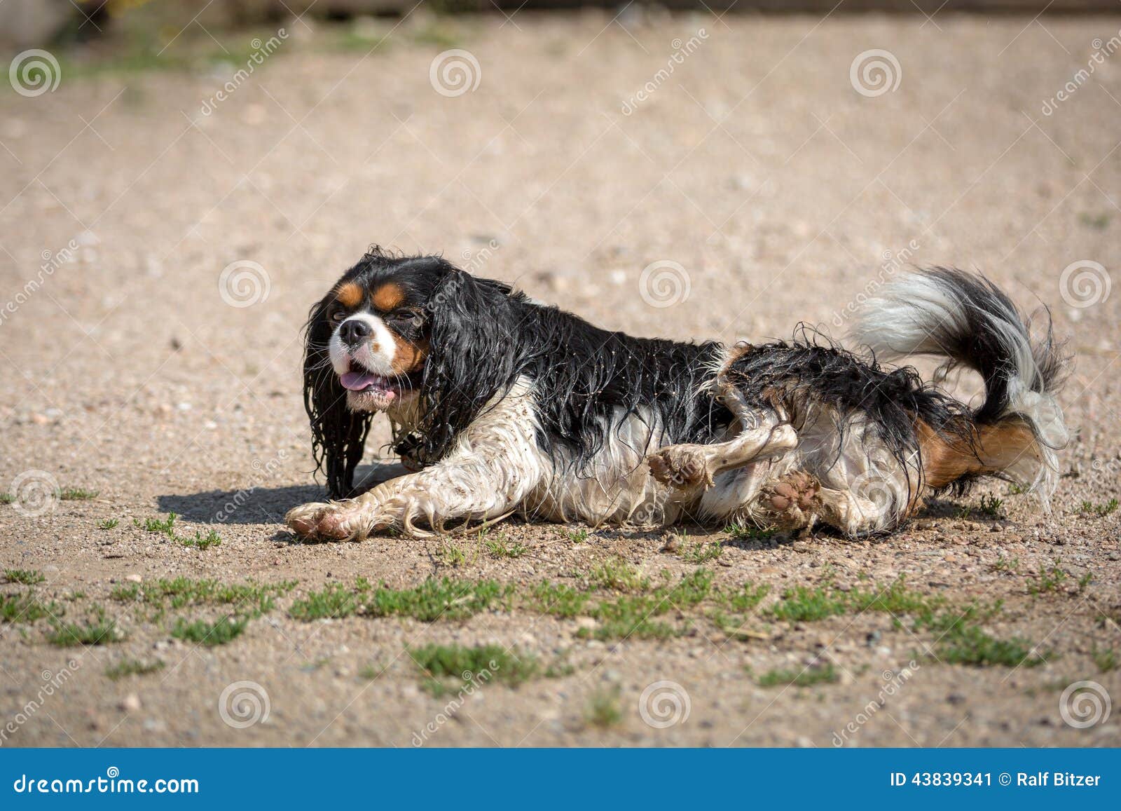 Perro sucio imagen de archivo. Imagen de mojado, cuadrillado - 43839341