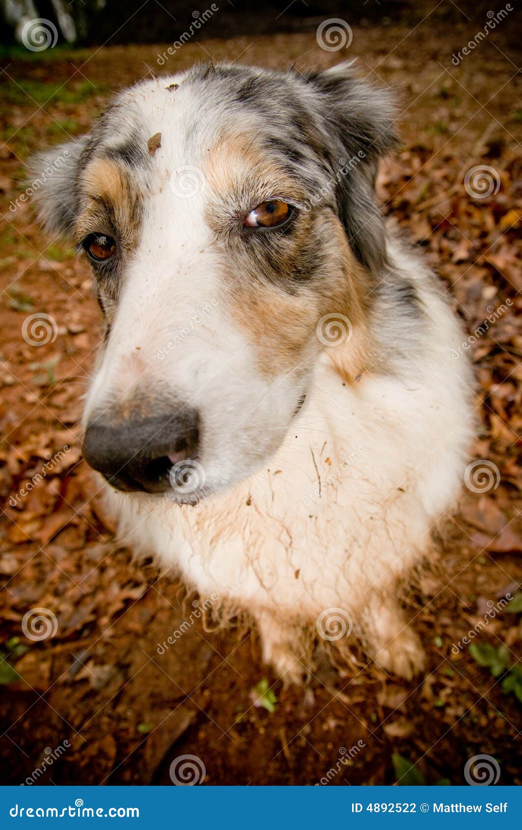 Perro sucio foto de archivo. Imagen de serio, perro, suciedad - 4892522