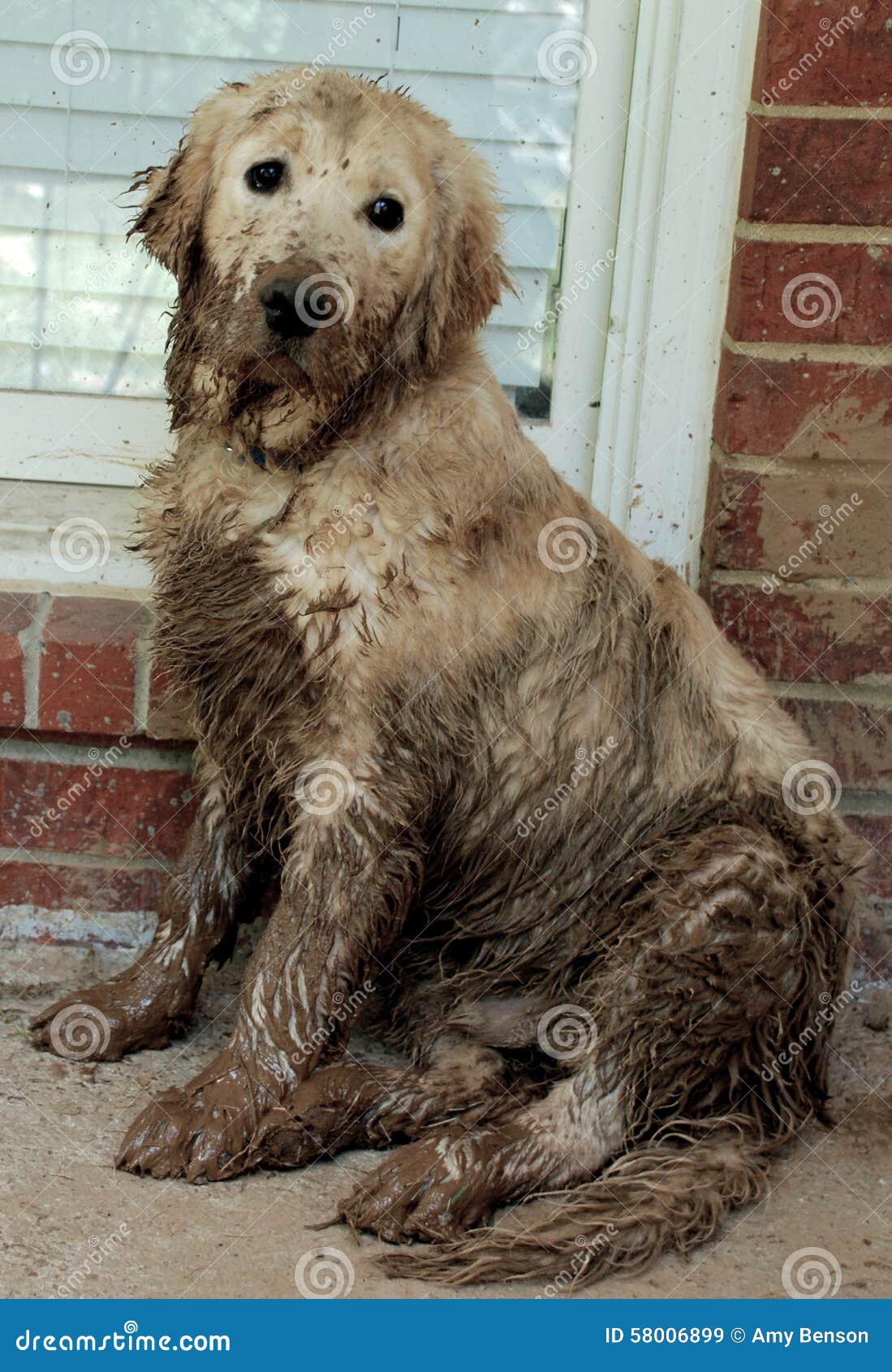 Perro sucio imagen de archivo. Imagen de cavado, barco - 58006899