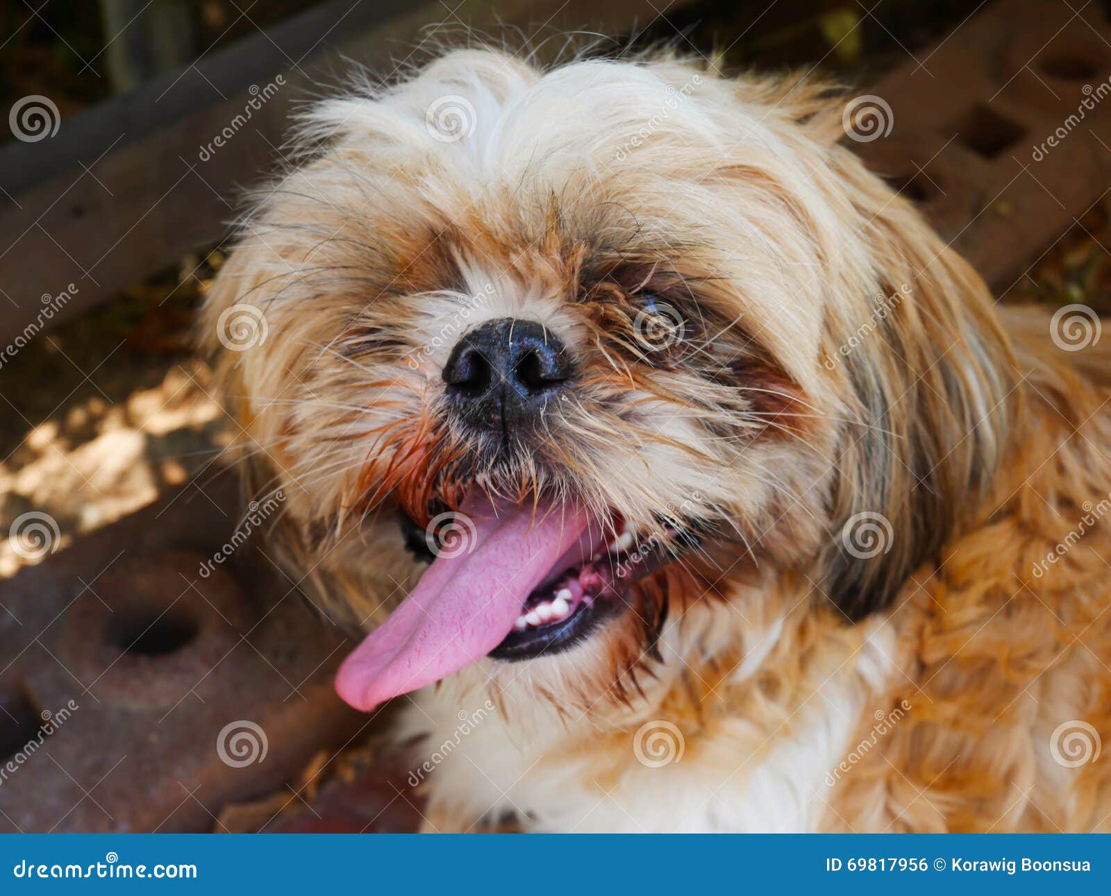 Perro Sucio Del Tzu De Shih Foto de archivo - Imagen de cubo, canino ...