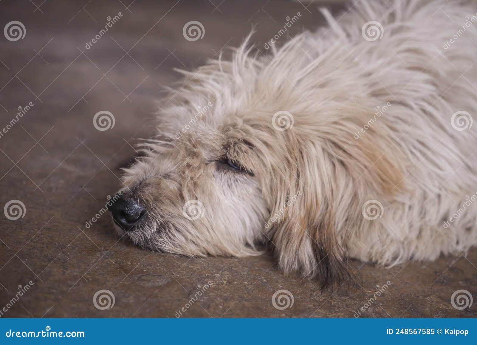 Perro sucio imagen de archivo. Imagen de perro, mirando - 248567585