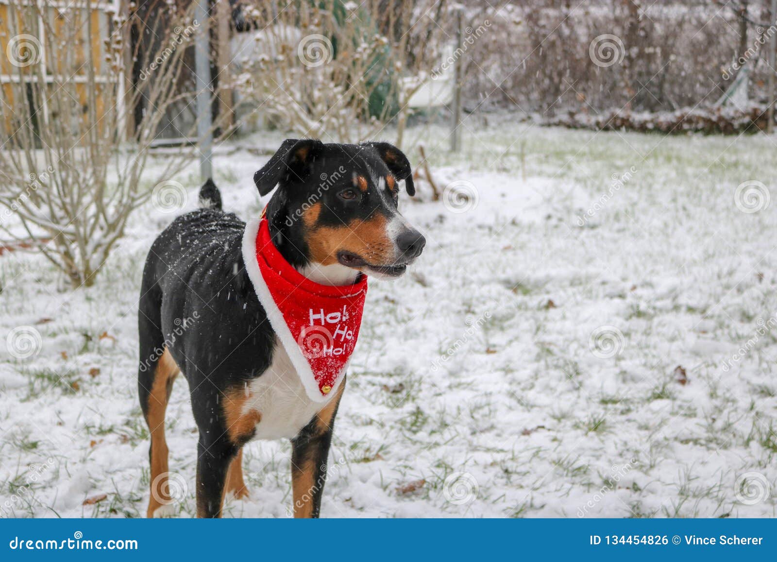 Perro Suizo De Appenzeller En Nieve Foto de archivo - Imagen de ...