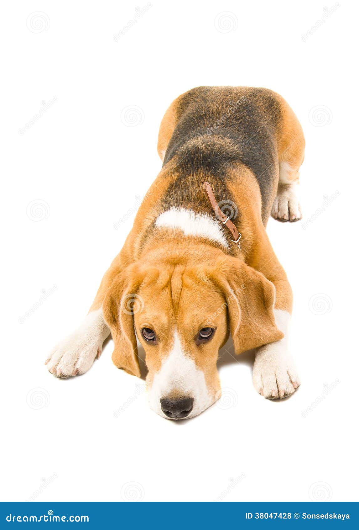 Perro sumiso del beagle foto de archivo. Imagen de completo - 38047428