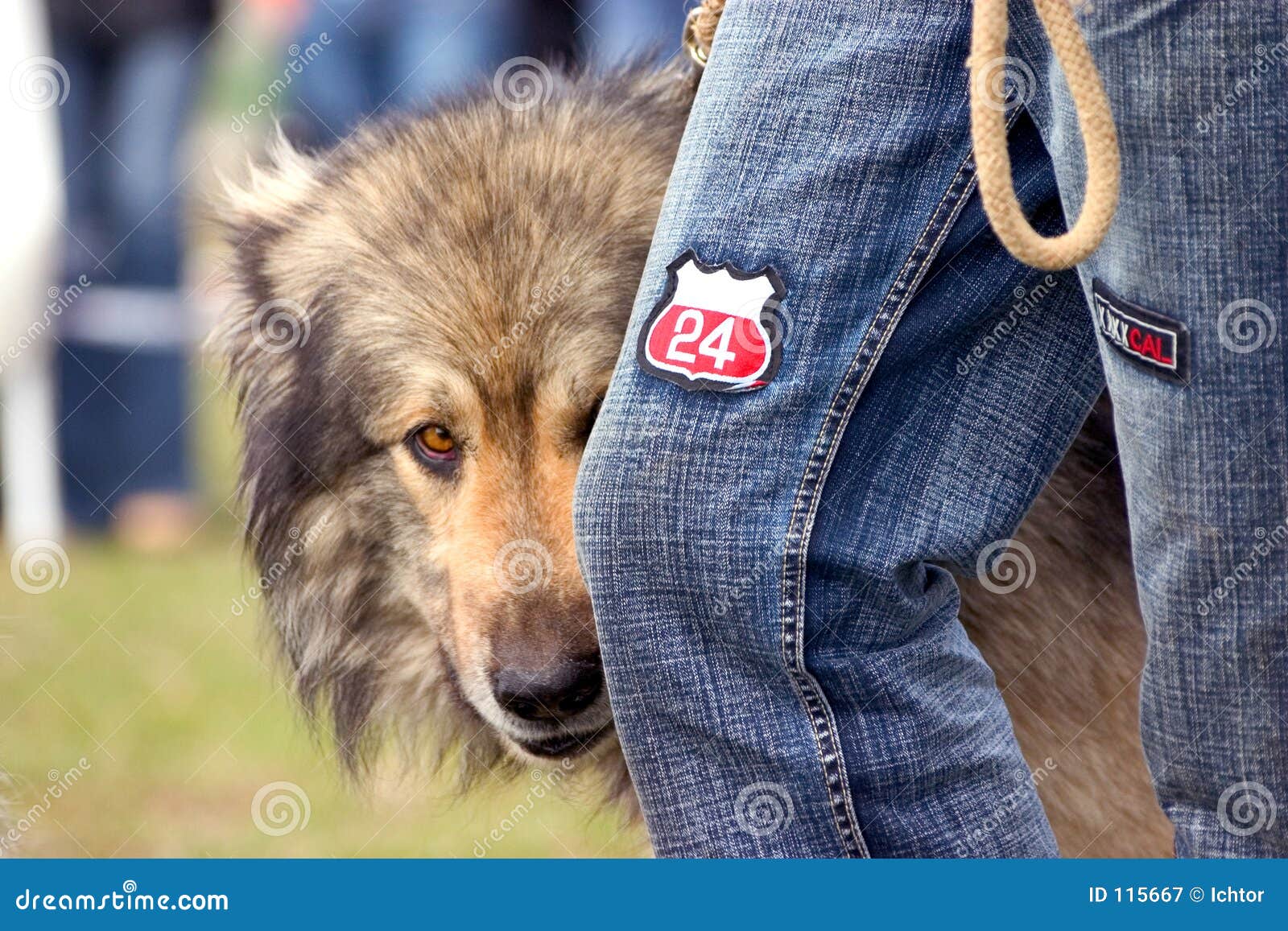 Perro tímido imagen de archivo. Imagen de trotamundos, vaqueros - 115667