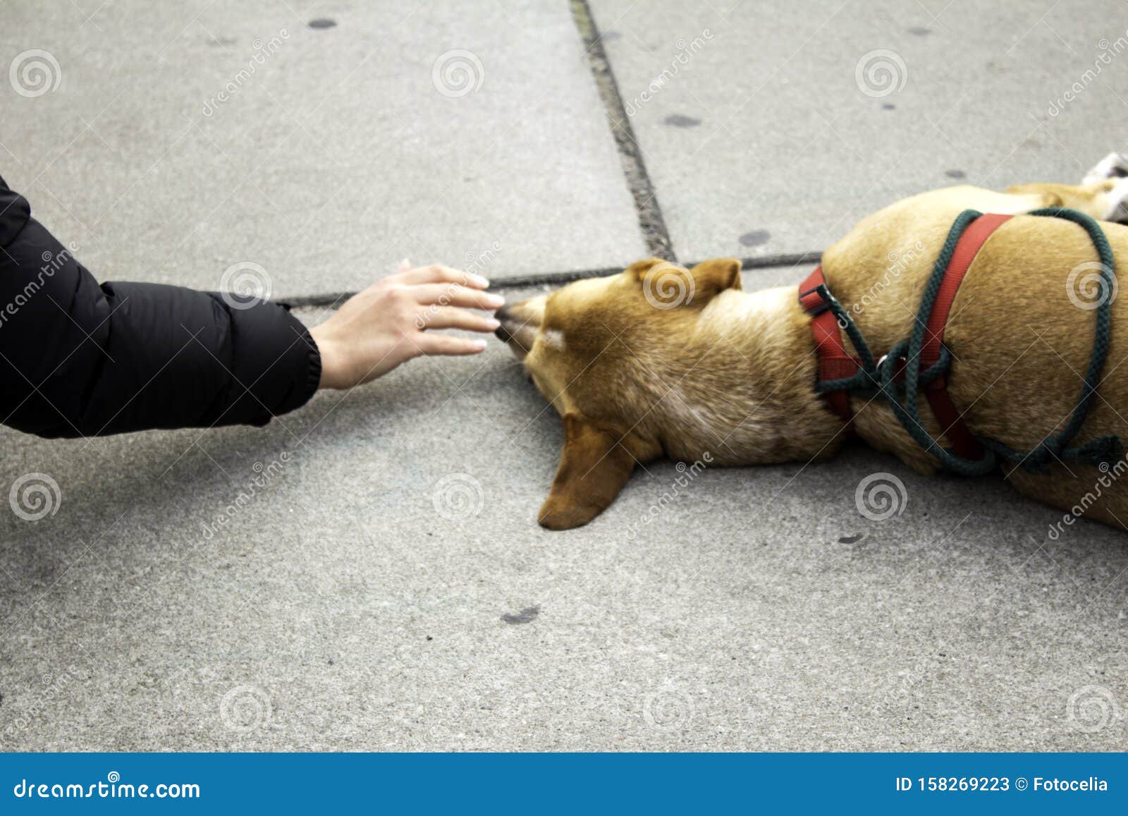 Perro tirado en la calle imagen de archivo. Imagen de retrato - 158269223