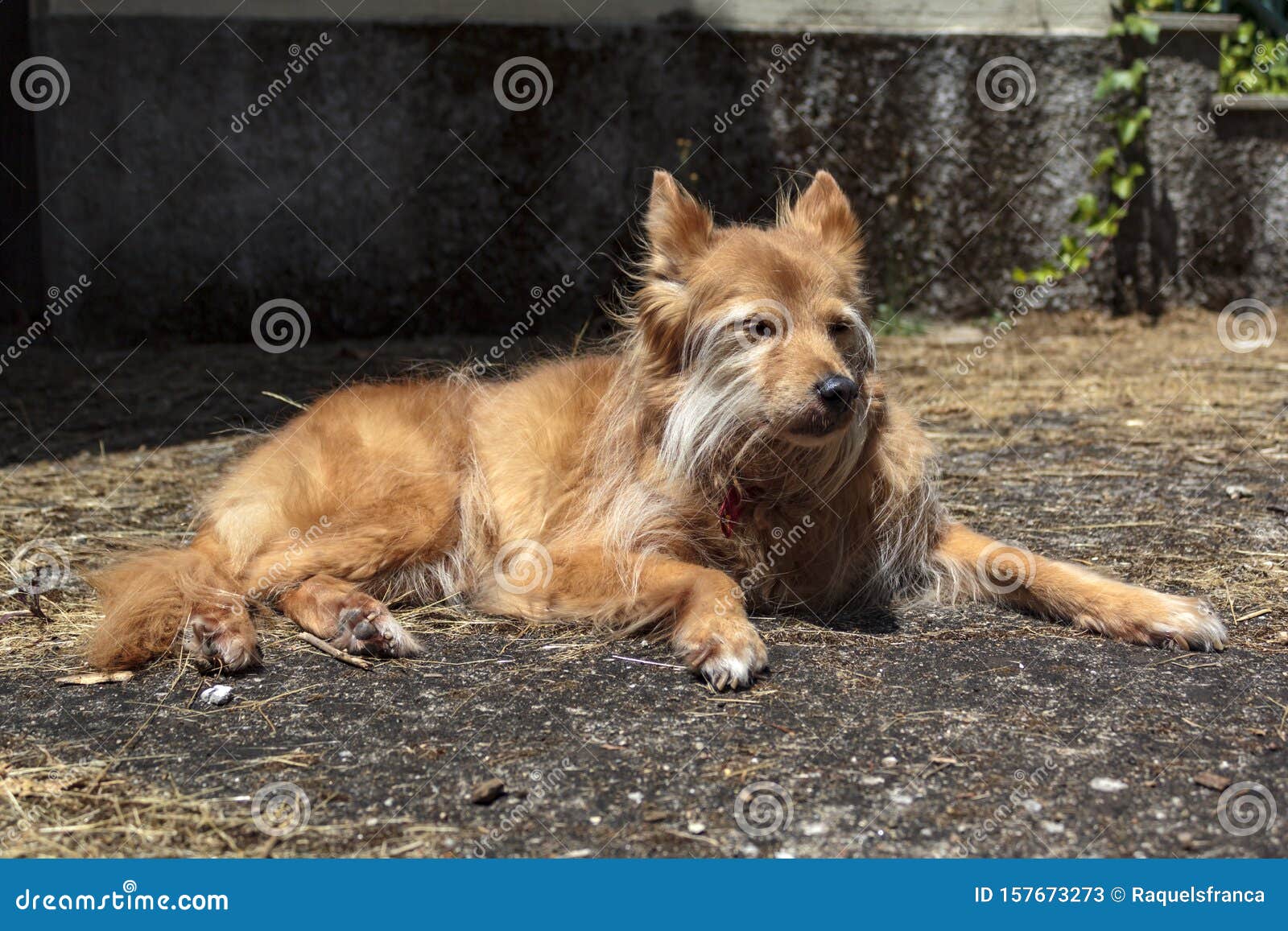 Perro Tirado En La Calle Al Sol Imagen de archivo - Imagen de adorable ...