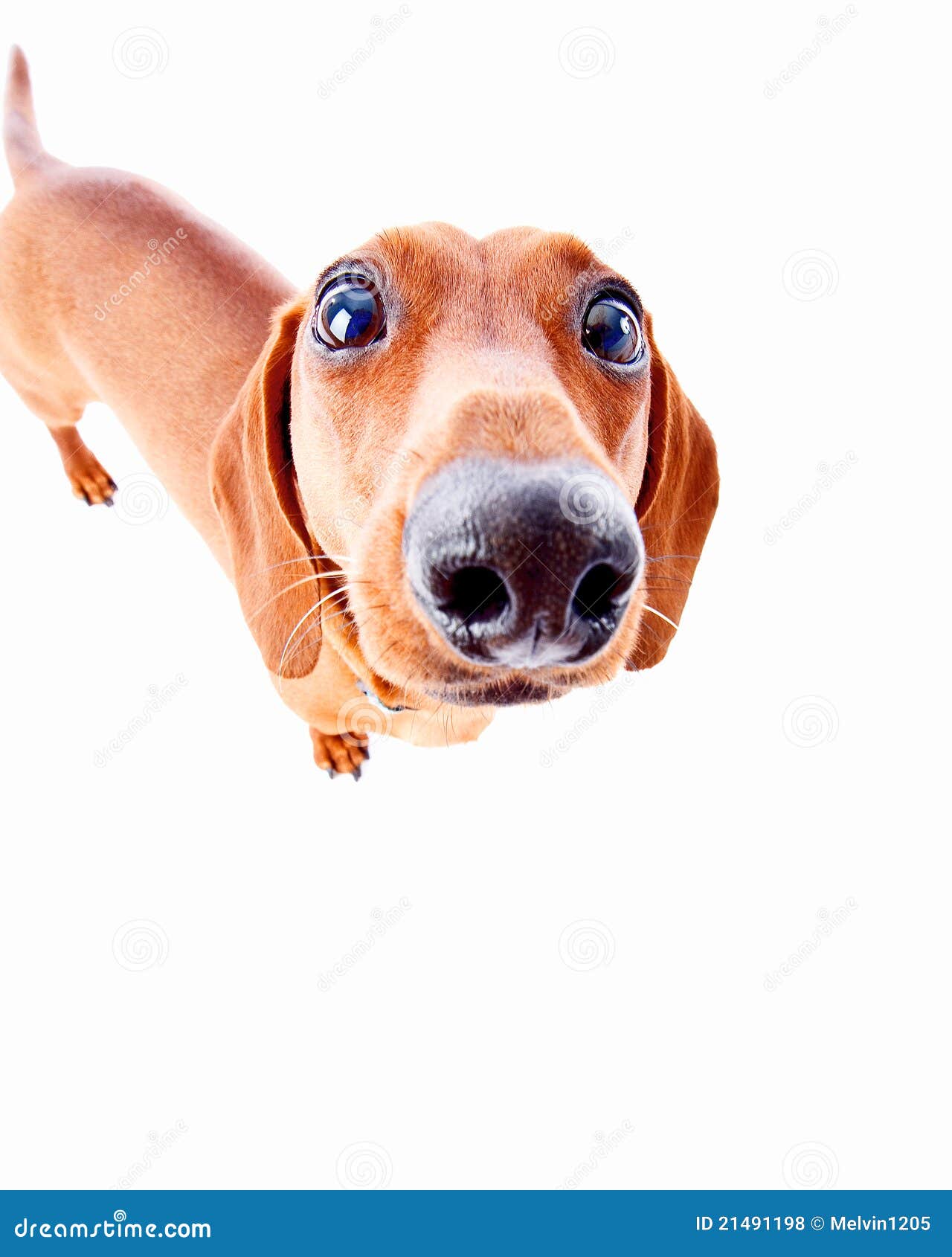 Perro tonto foto de archivo. Imagen de amplio, perrito - 21491198