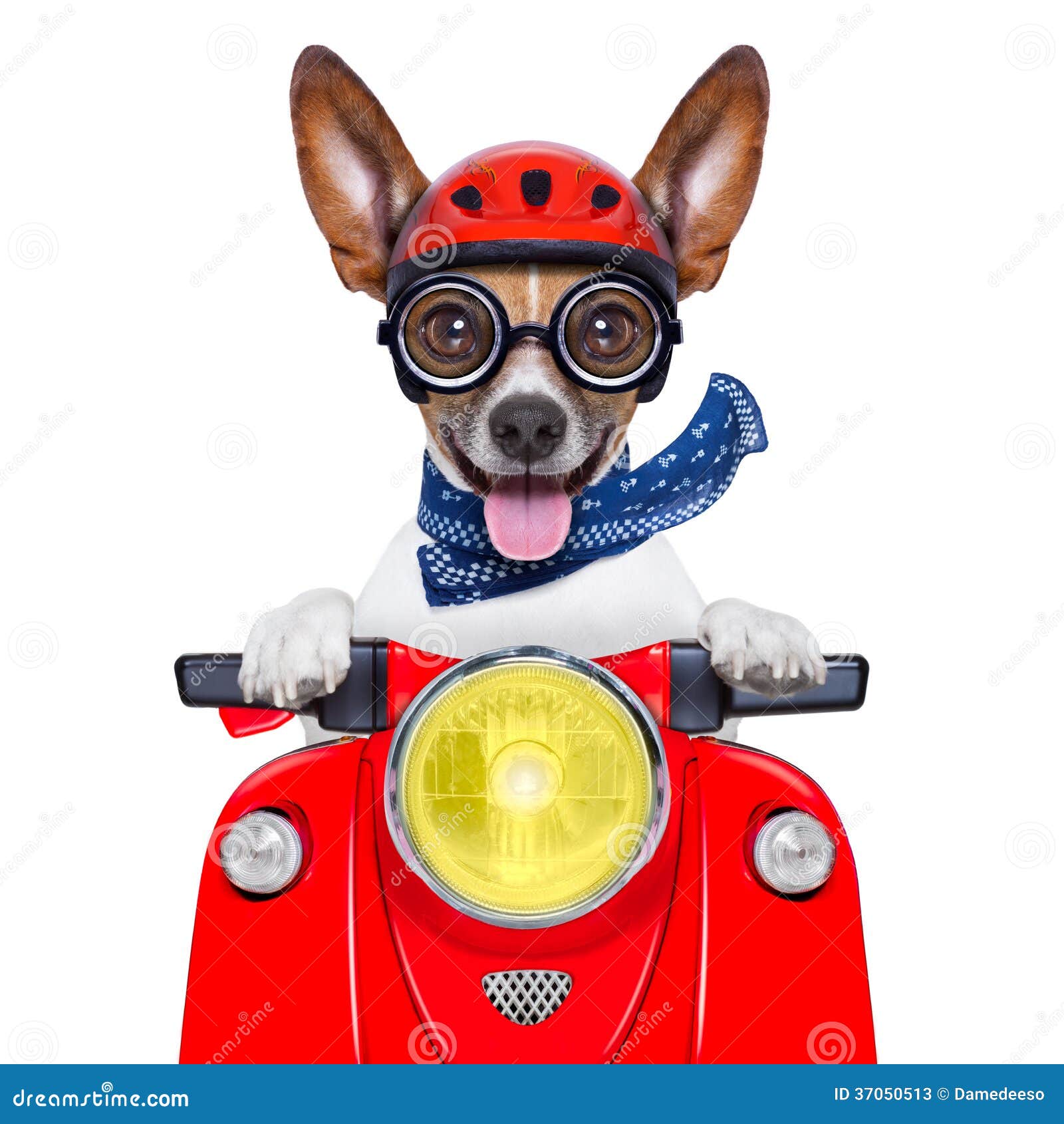 Perro Tonto Loco De La Moto Imagen de archivo - Imagen de ojos ...