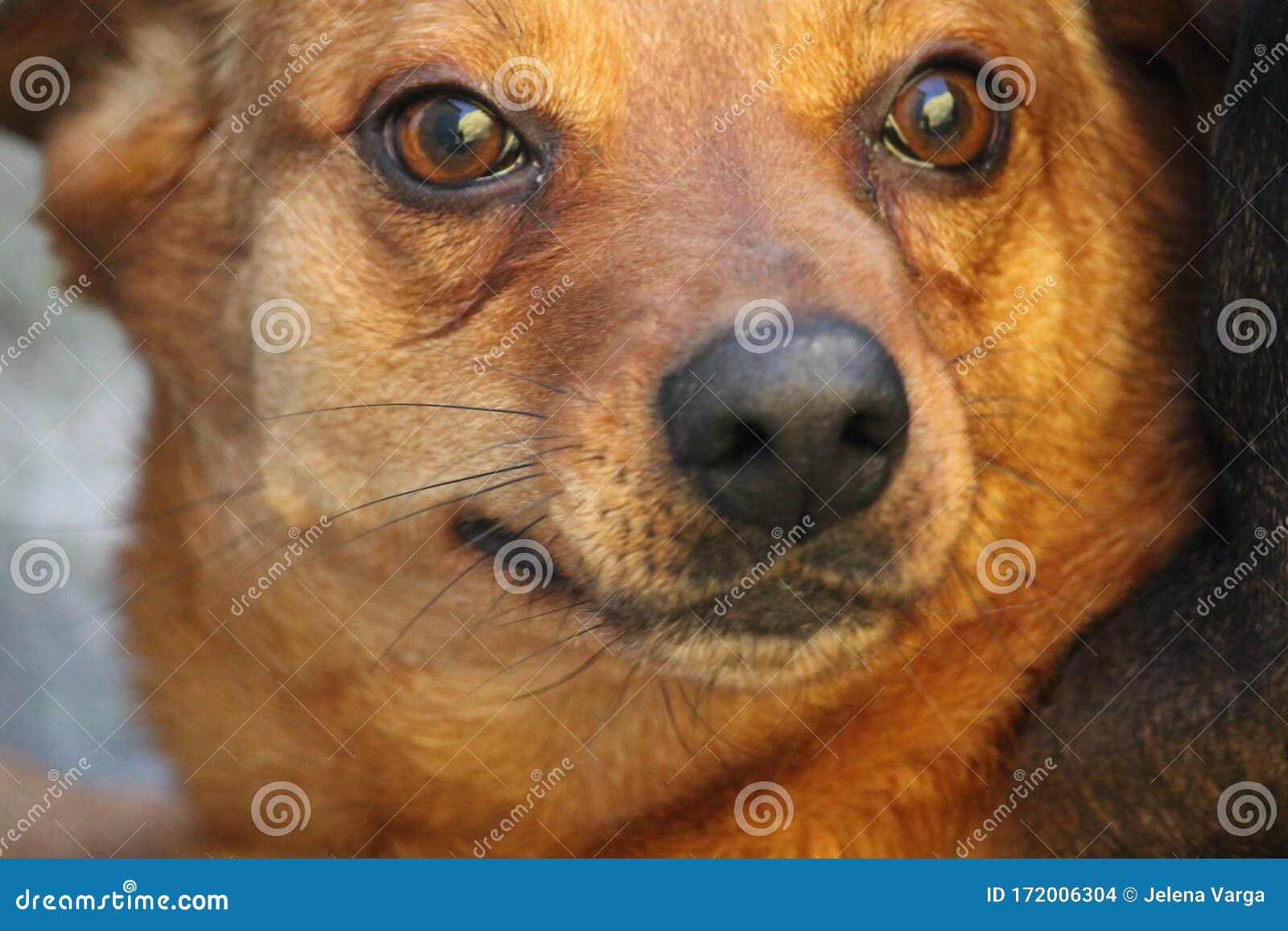 Perro tonto foto de archivo. Imagen de miradas, ojos - 172006304