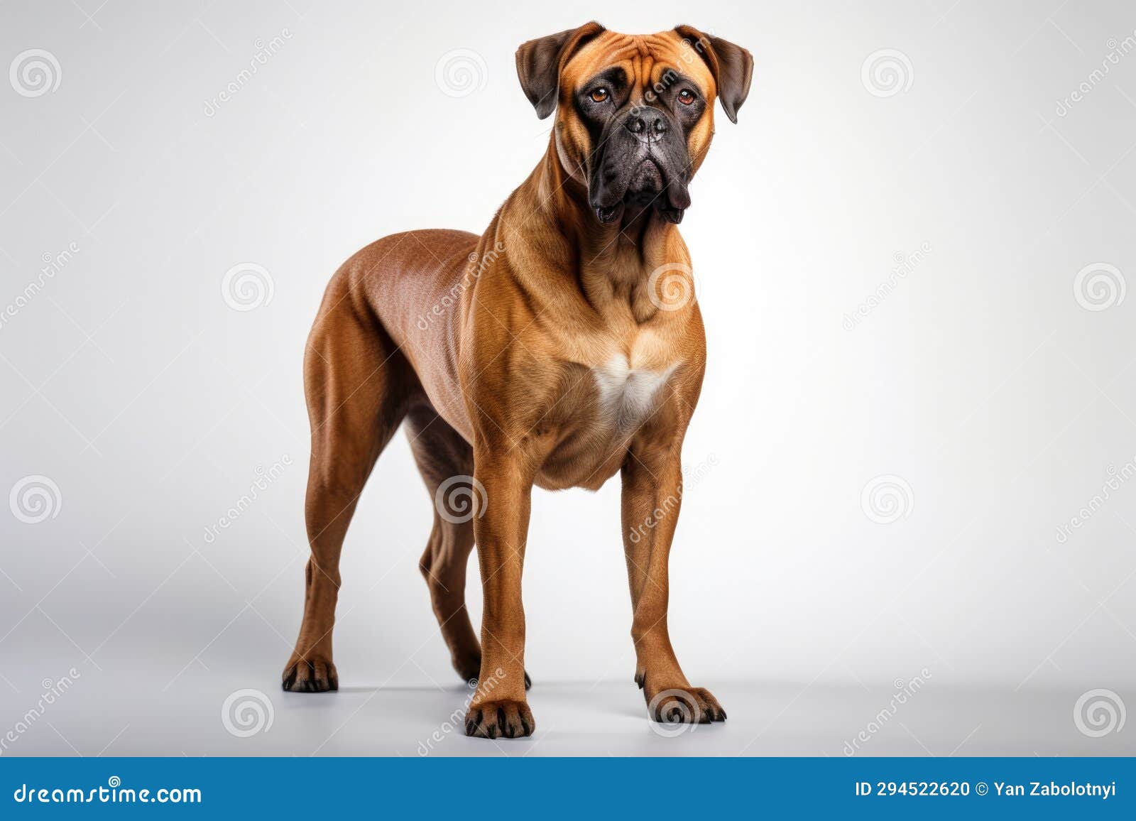 Perro Topo De Pie Sobre Fondo Blanco Stock de ilustración - Ilustración ...