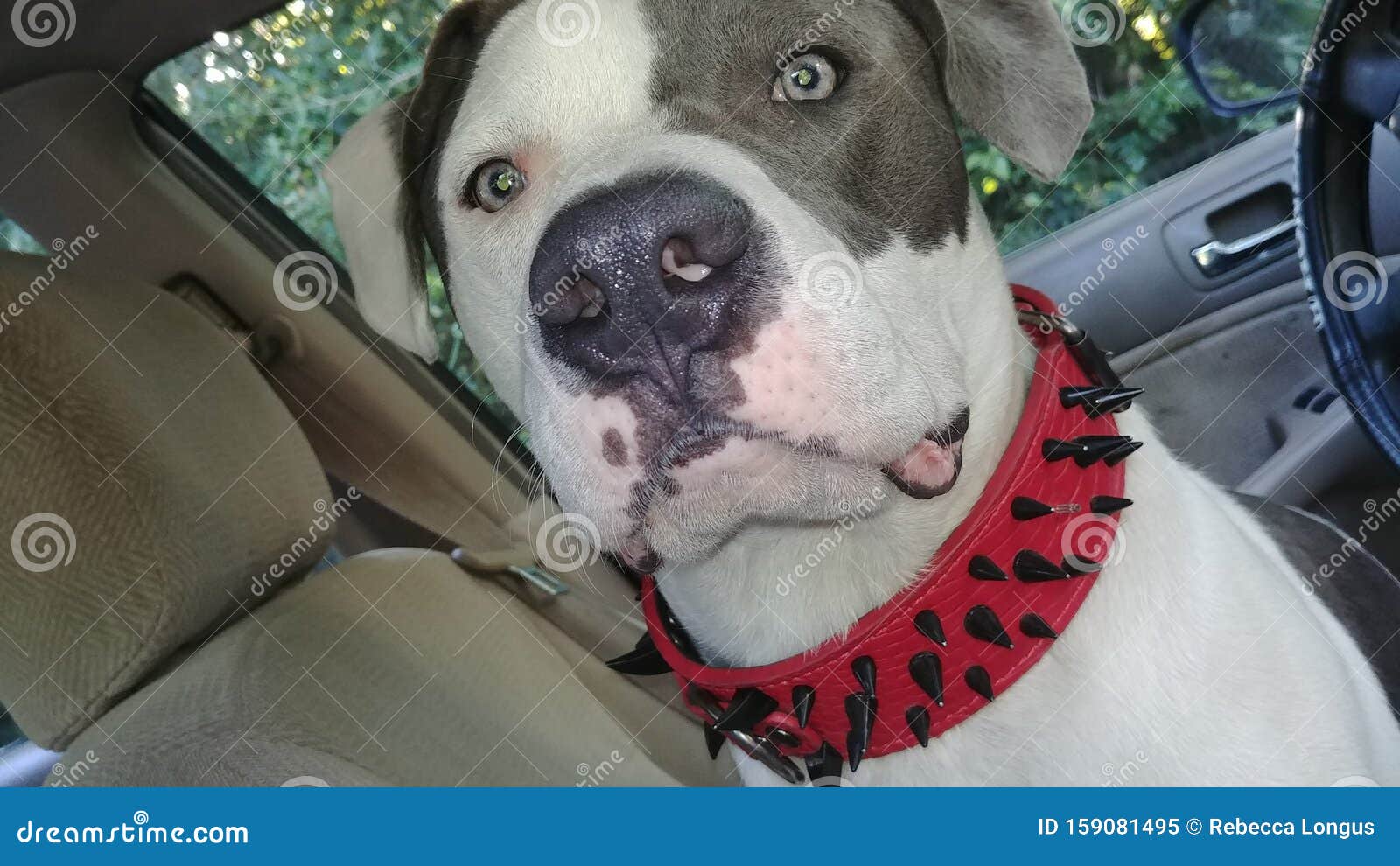 Perro toro americano imagen de archivo. Imagen de americano - 159081495