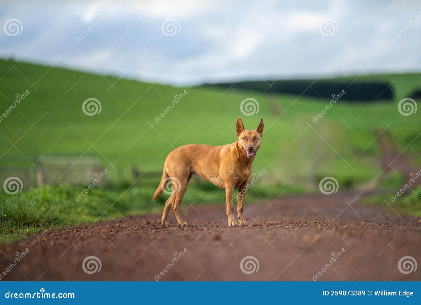 Perro Trabajando En Una Granja. Perro Kelpie En Un Rancho Imagen de ...
