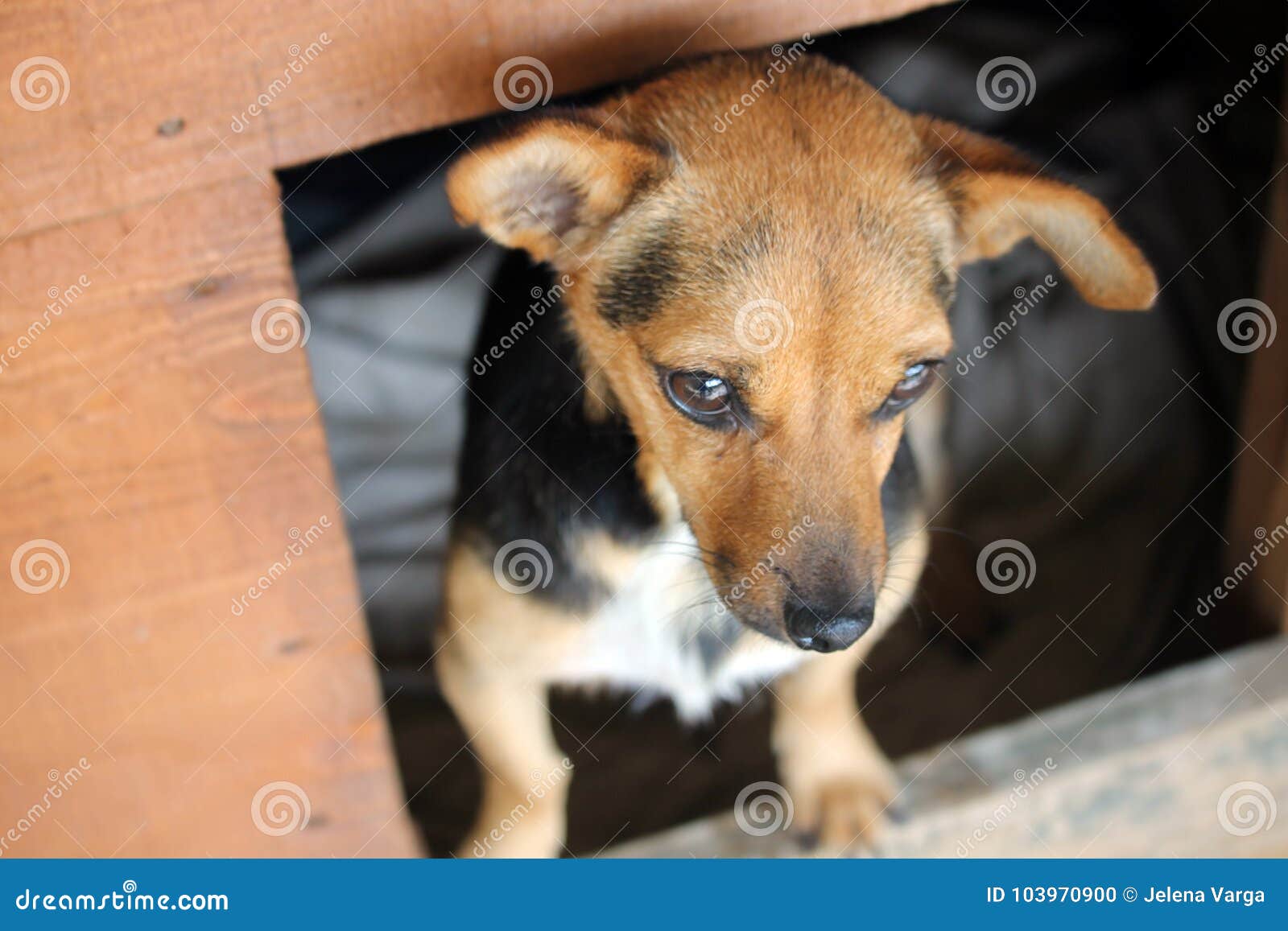 Perro triste foto de archivo. Imagen de abandonado, cemento - 103970900
