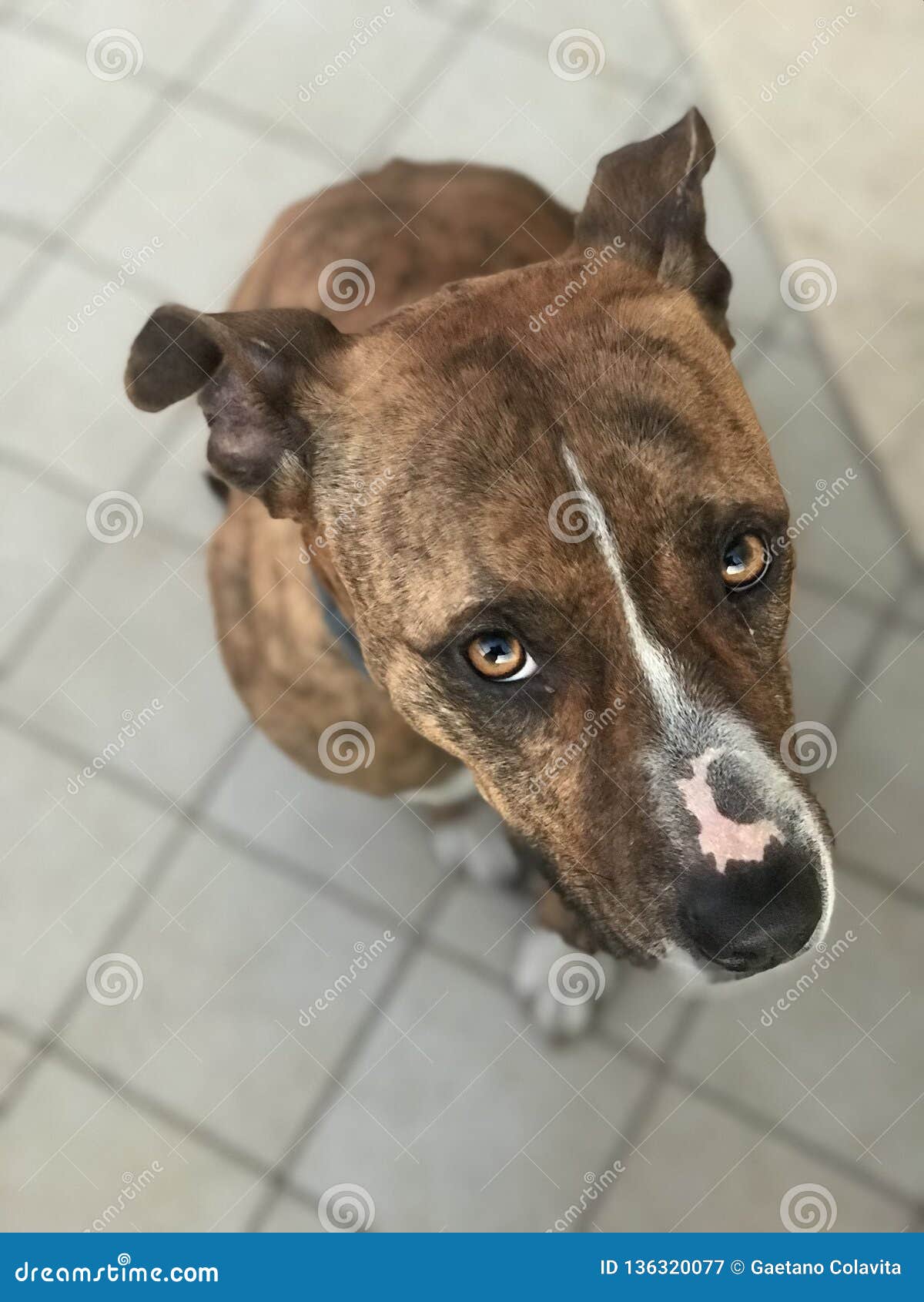 Perro triste imagen de archivo. Imagen de esperar, triste - 136320077