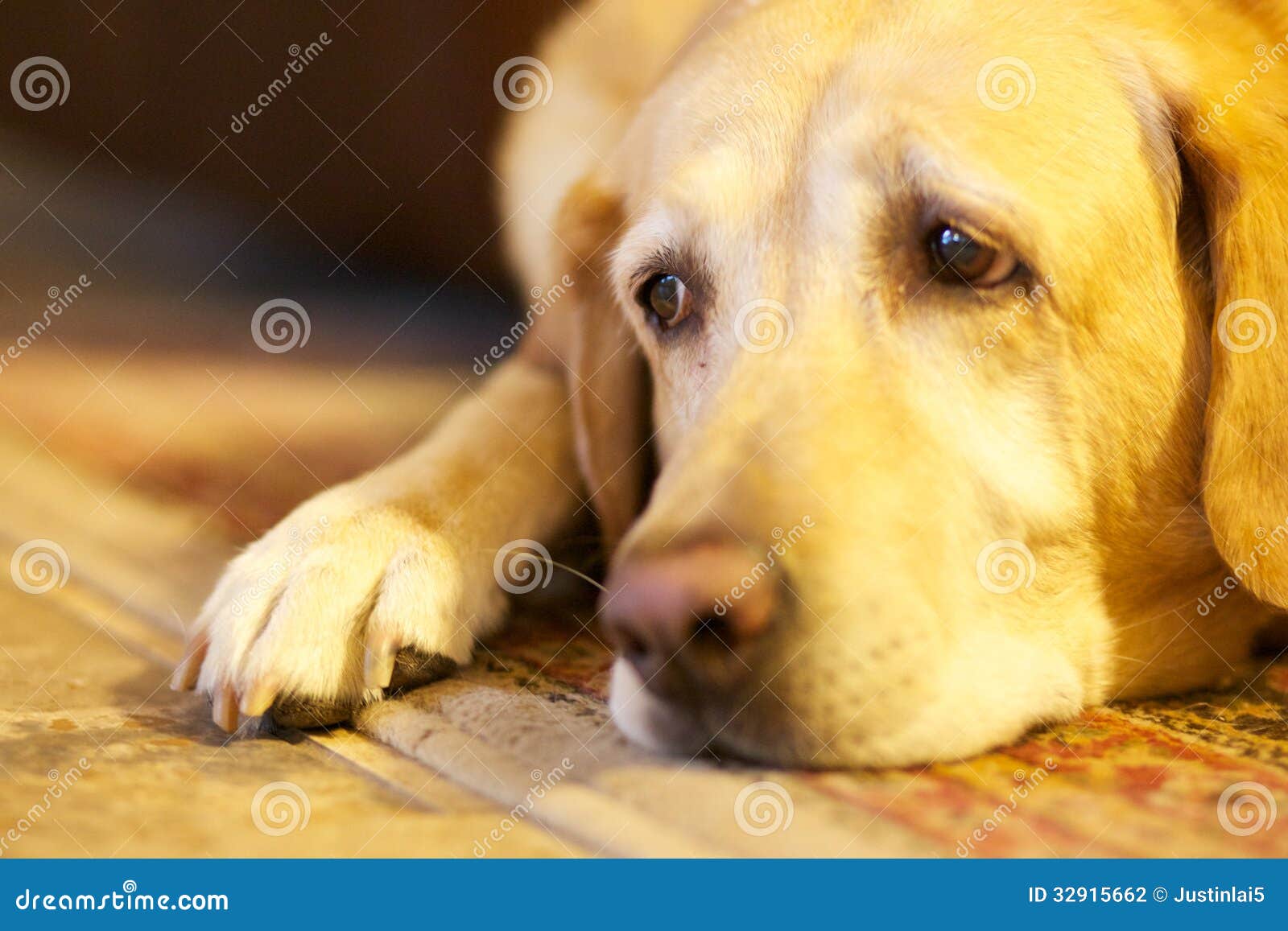 Perro triste foto de archivo. Imagen de tendiente, casero - 32915662