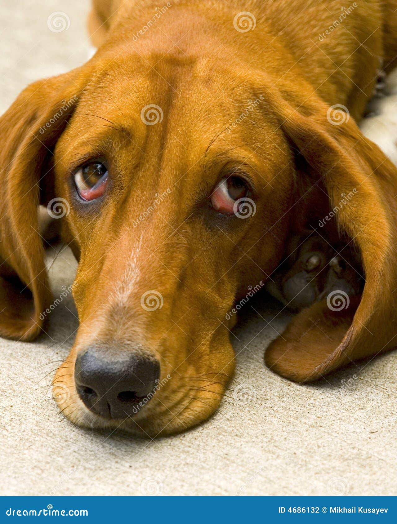 Perro Triste Fotografía de archivo - Imagen: 4686132