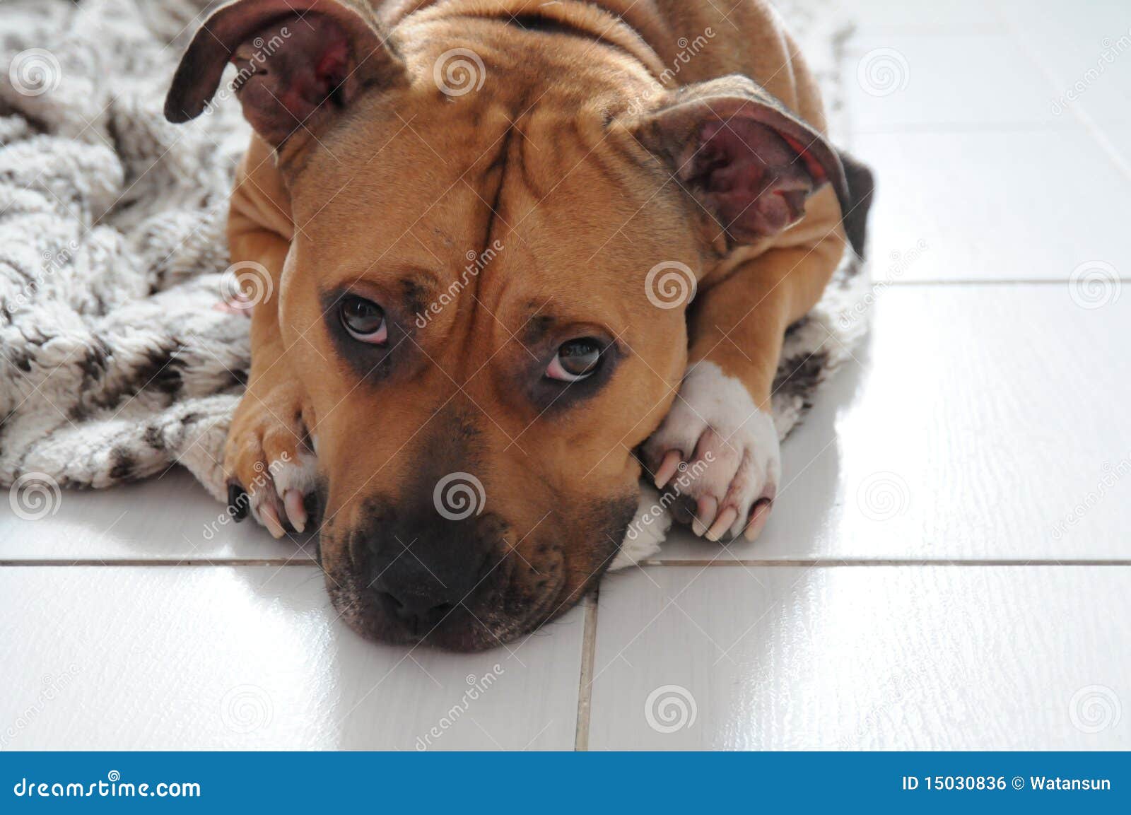 Perro triste de la cara foto de archivo. Imagen de hablar - 15030836