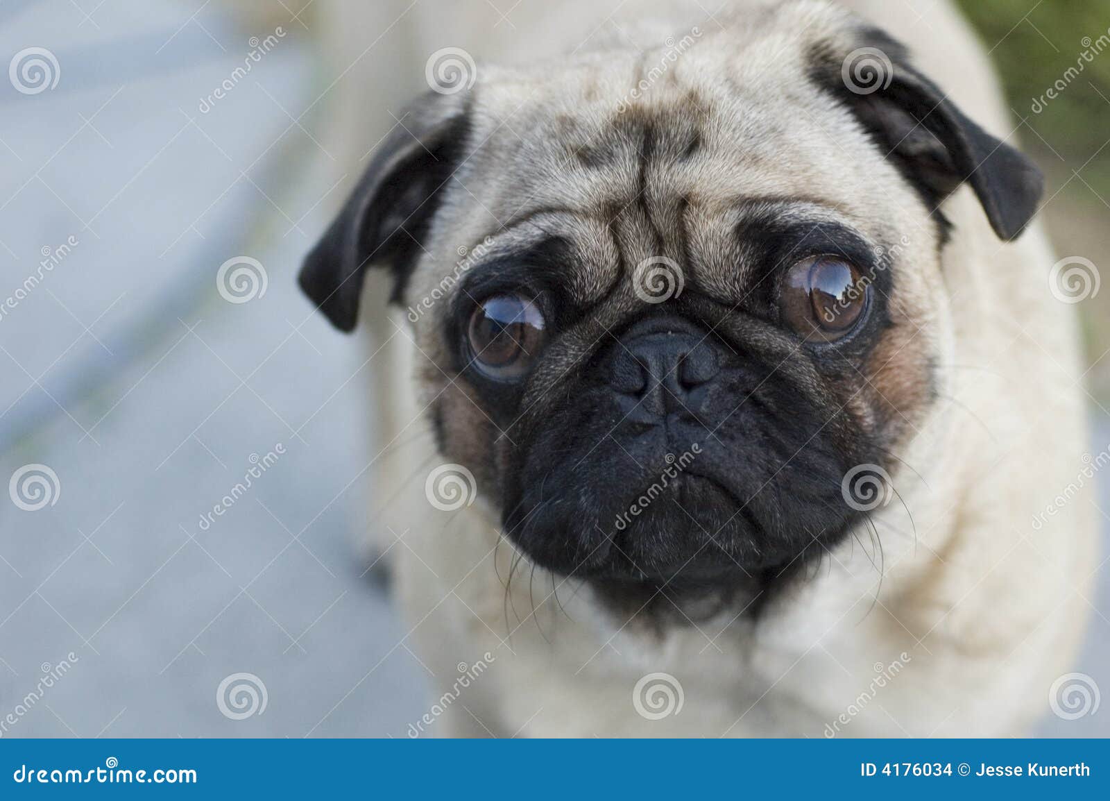 Perro Triste Del Barro Amasado Foto de archivo - Imagen de cierre ...