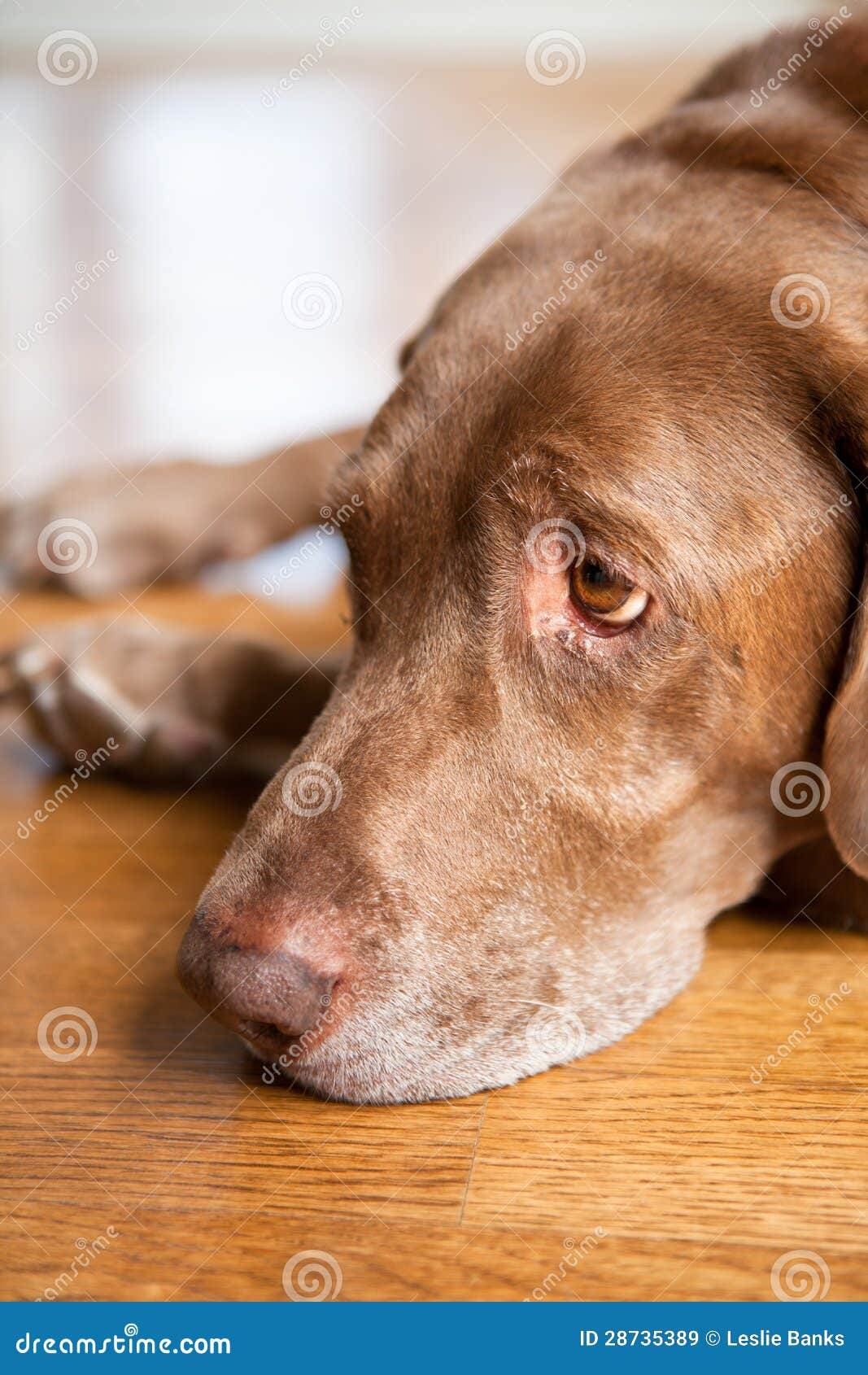 Perro Triste Del Labrador Retriever Del Chocolate Imagen de archivo ...