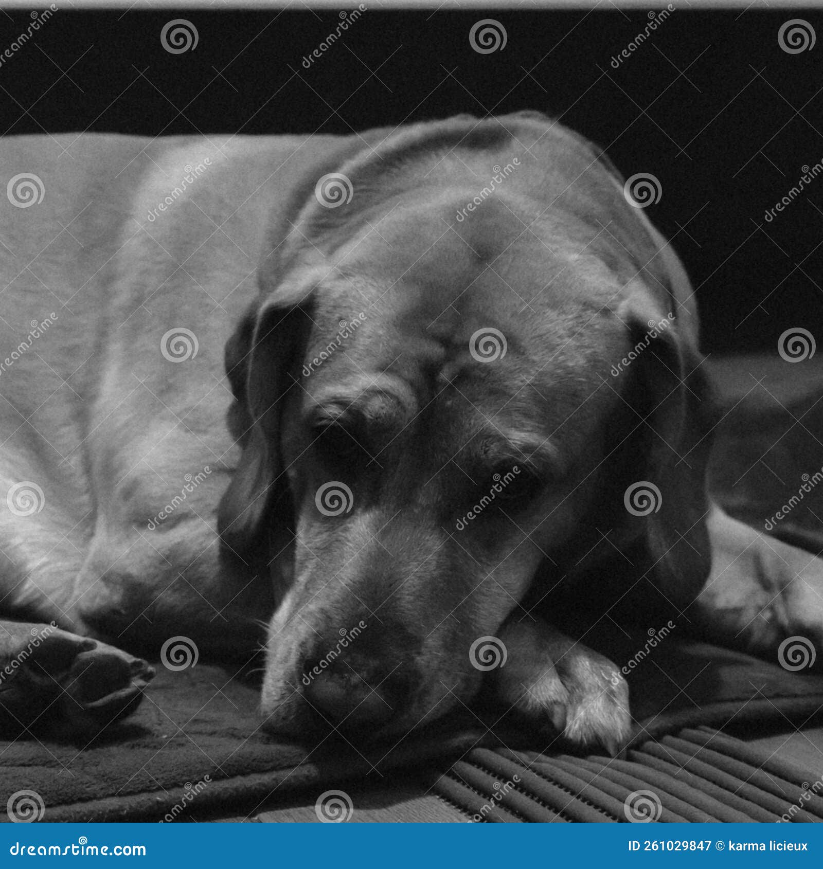 Perro triste en el suelo imagen de archivo. Imagen de barbas - 261029847