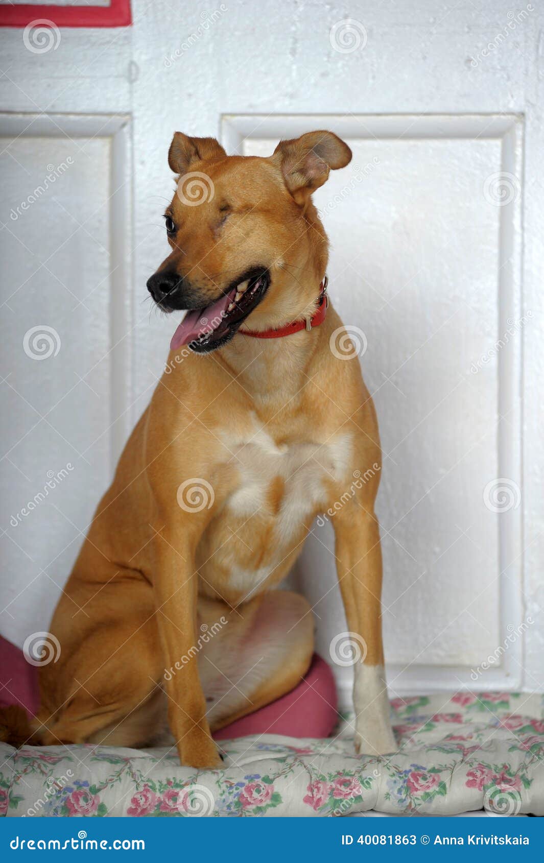 Perro tuerto imagen de archivo. Imagen de adorable, animal - 40081863