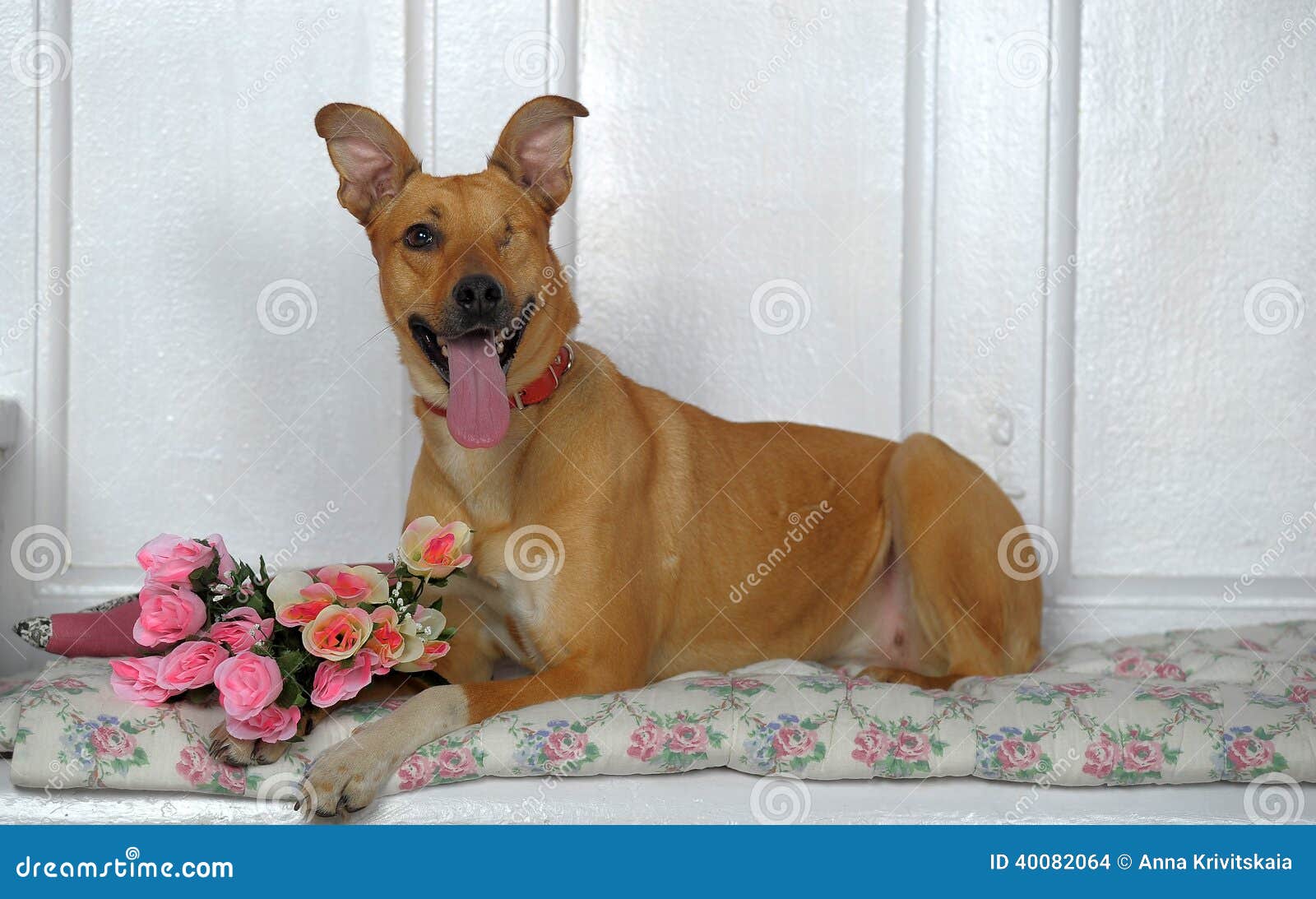 Perro tuerto foto de archivo. Imagen de encantador, familia - 40082064