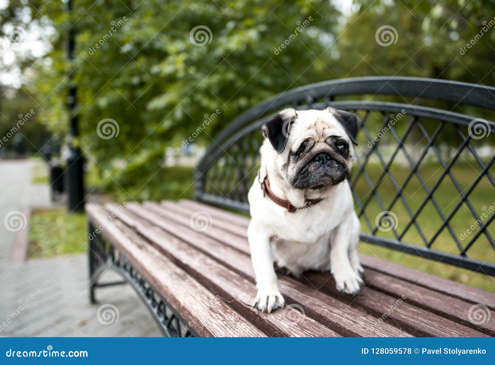 Perro tuerto triste foto de archivo. Imagen de mirando - 128059578