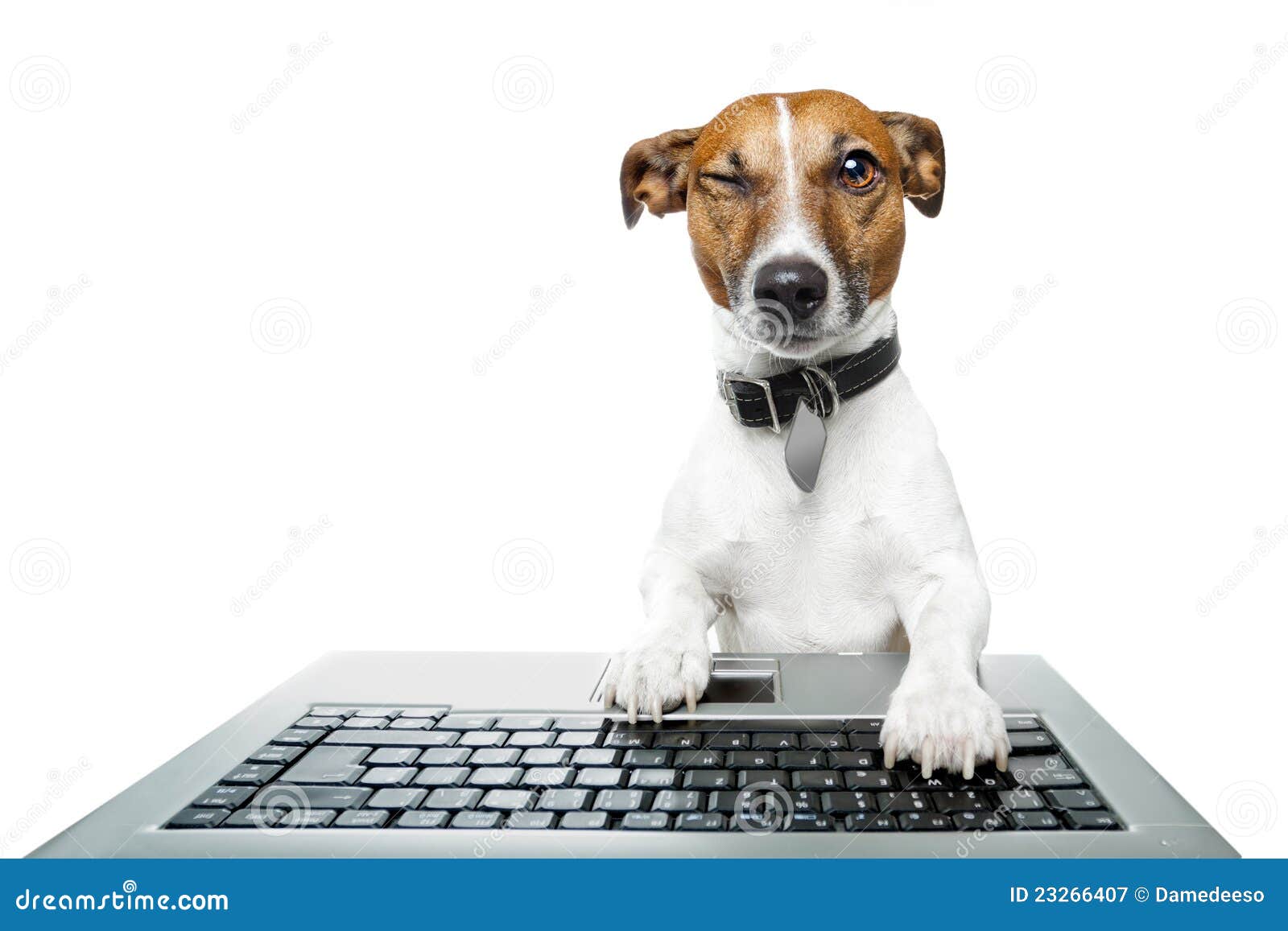 Perro usando un ordenador imagen de archivo. Imagen de buscar - 23266407