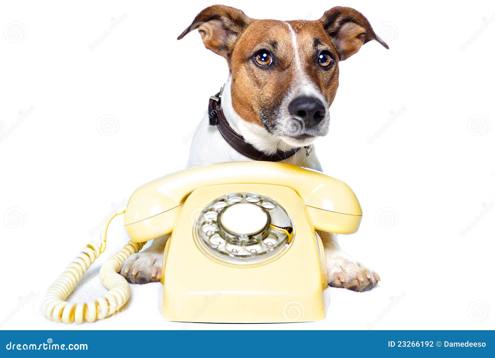 Perro Usando Un Teléfono Amarillo Foto de archivo - Imagen de oficina ...