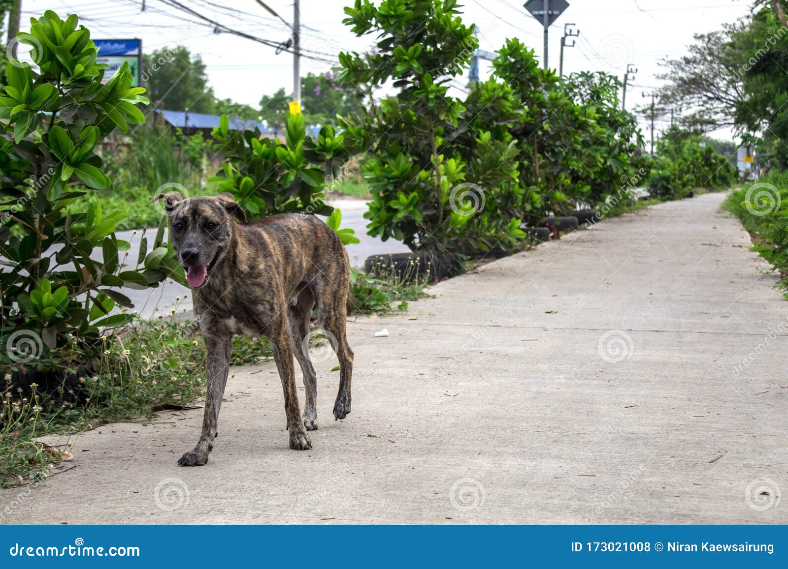 Perro Vagabundo En La Calle Foto de archivo - Imagen de criatura ...