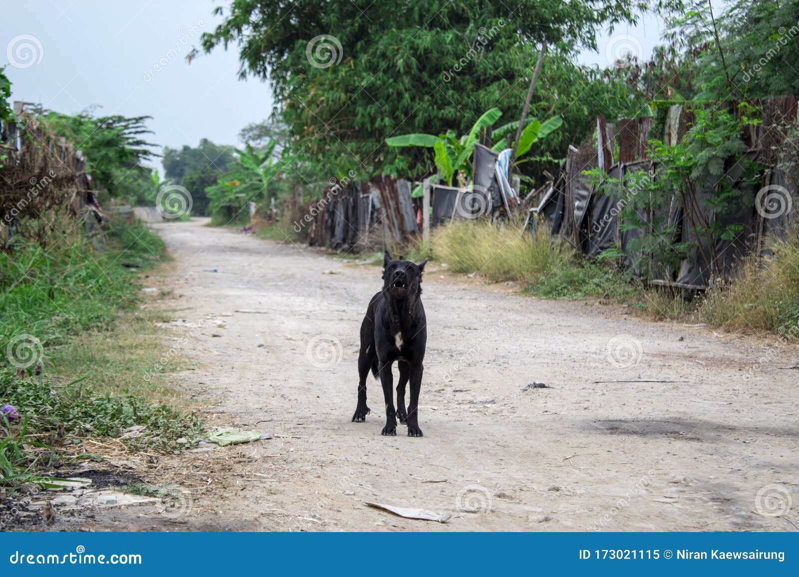 Perro Vagabundo En La Calle Imagen de archivo - Imagen de mirando ...