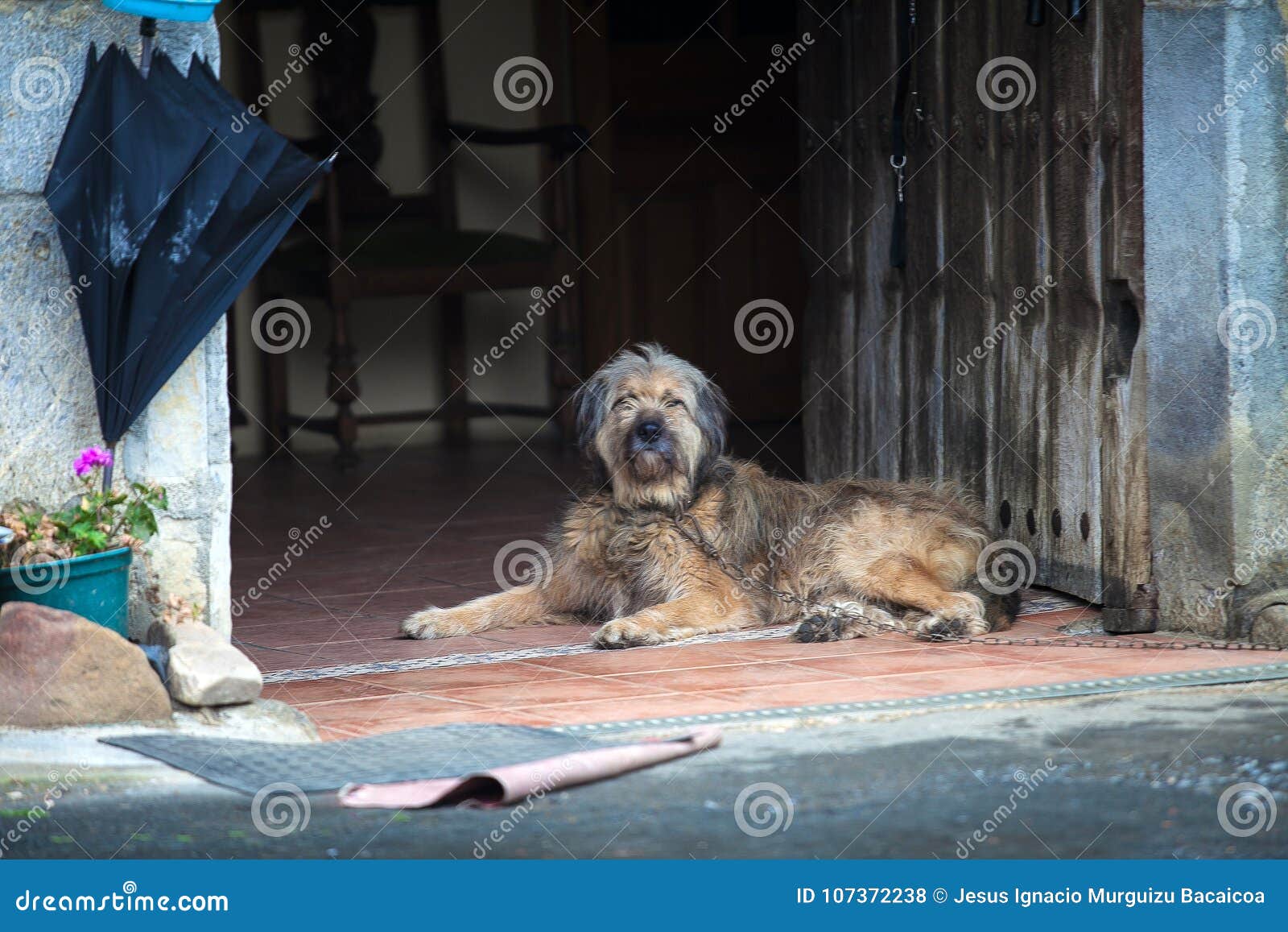 Perro Vasco De La Raza En La Puerta De Su Casa Foto de archivo - Imagen ...