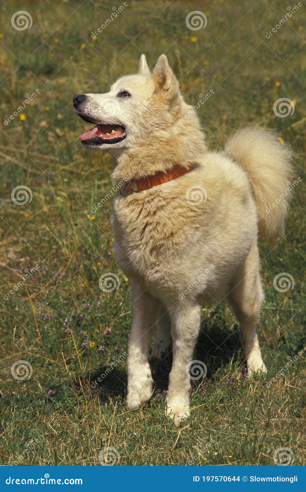 Perro Verde Parado En La Hierba Foto de archivo - Imagen de standing ...