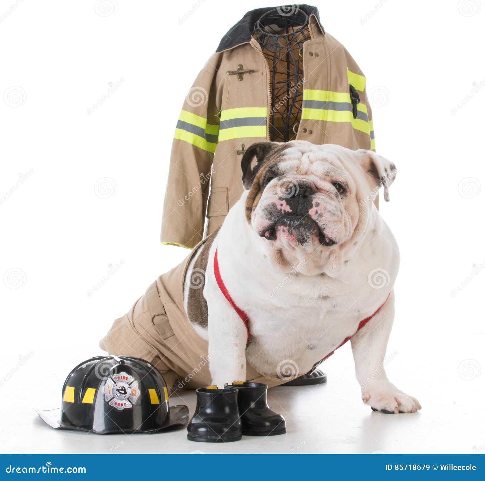 Perro vestido como bombero imagen de archivo. Imagen de boca - 85718679