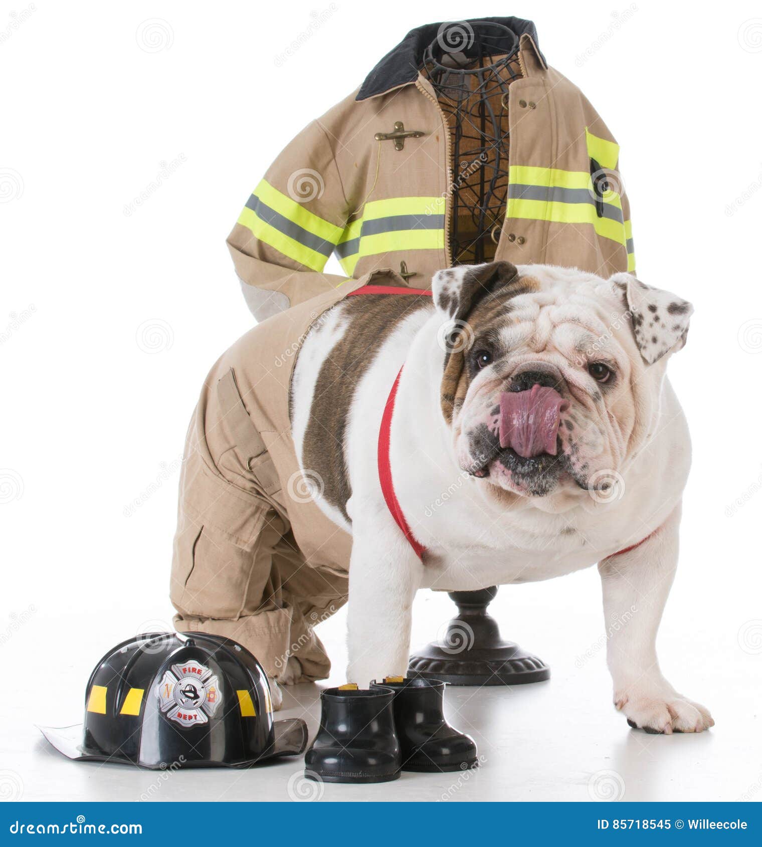 Perro Vestido Como Un Bombero Imagen de archivo - Imagen de sombrero ...