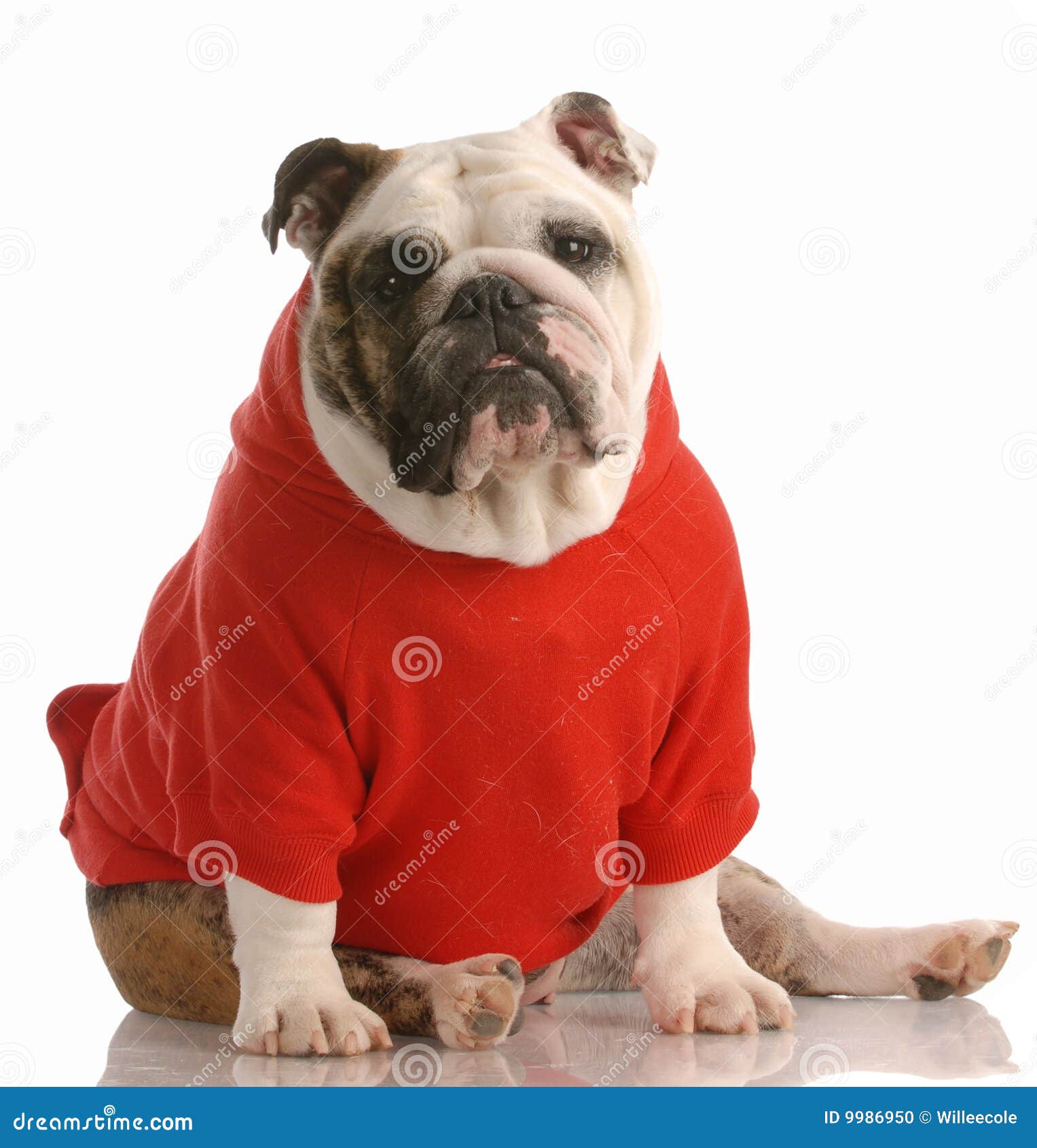Perro Vestido En Camisa Roja Foto de archivo - Imagen de perrito ...