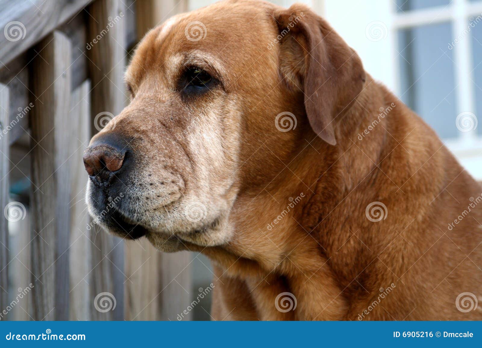 Perro Viejo Imagen. Imagen: 6905216