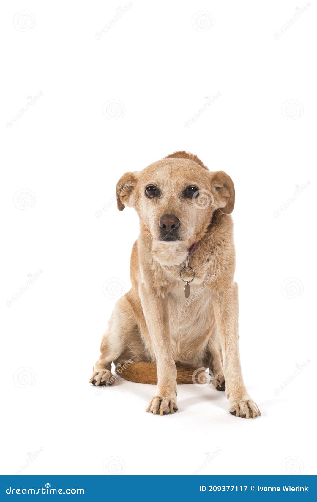 Perro viejo aislado imagen de archivo. Imagen de mayor - 209377117